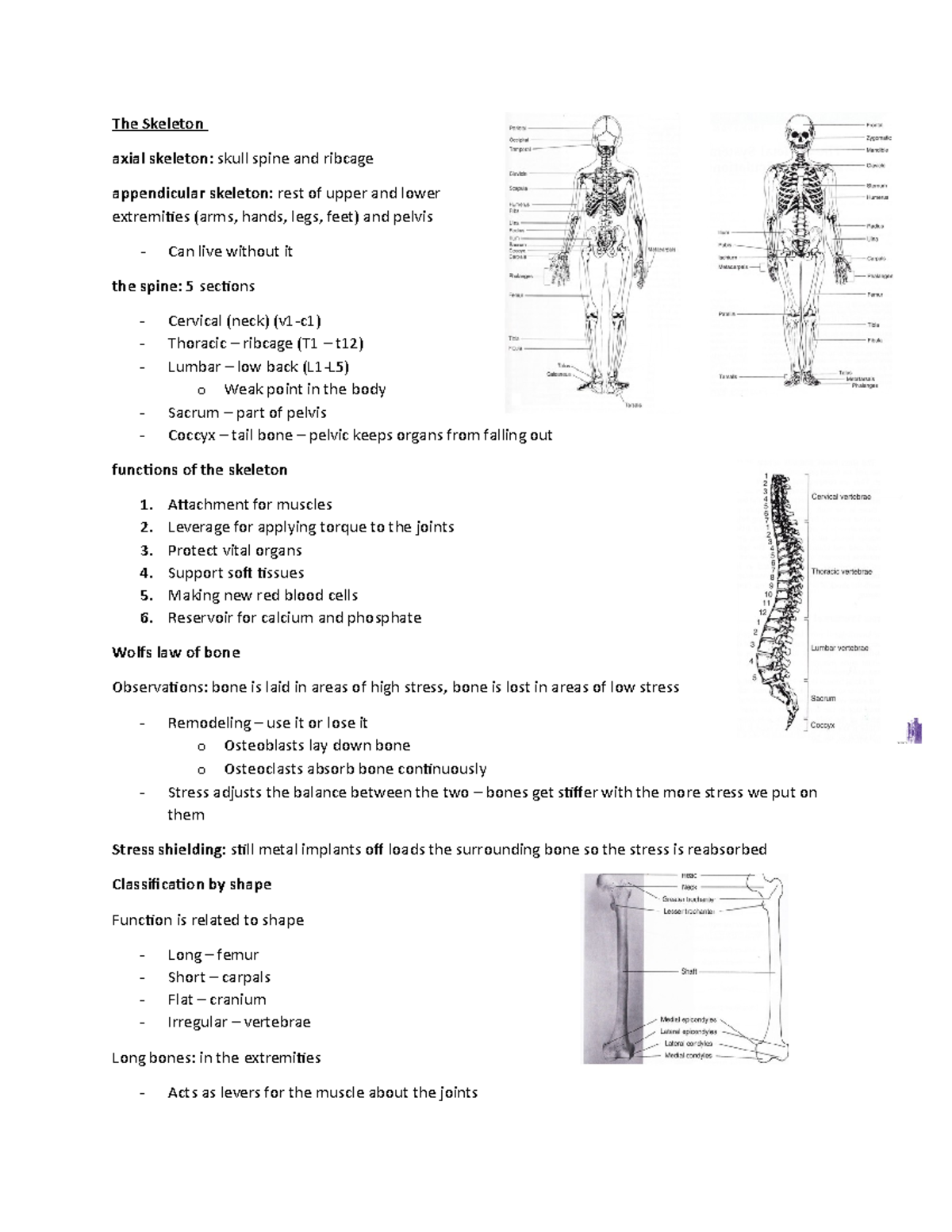 Biomech week 1 lec 2 - The Skeleton axial skeleton: skull spine and ...