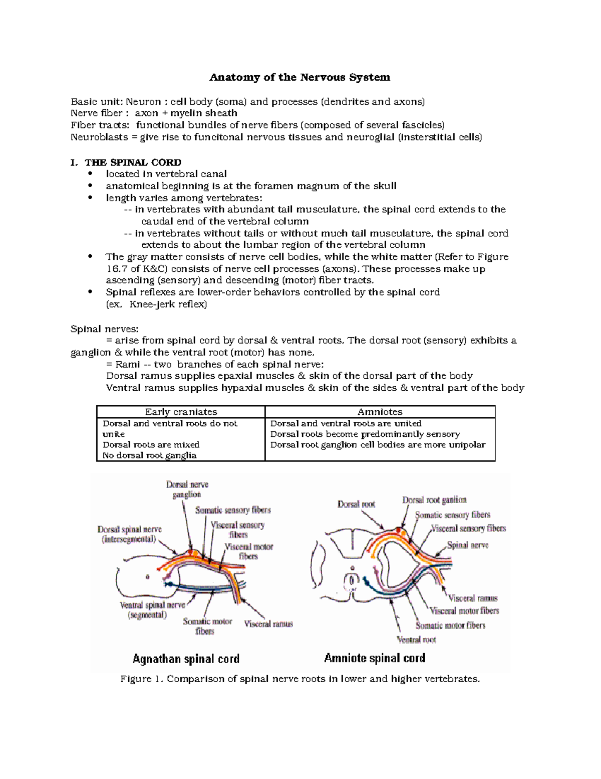Nervous Sensory physiology - Anatomy of the Nervous System Basic unit ...