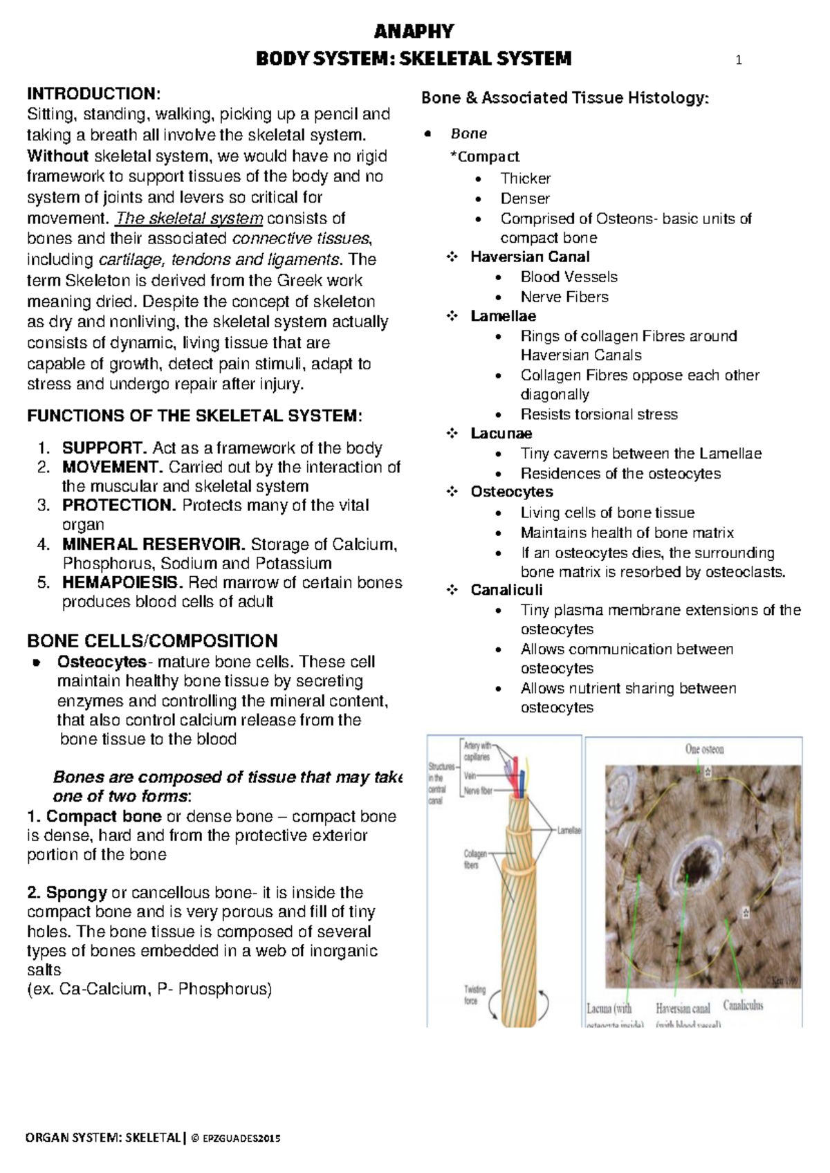 Skeletal-System - 1 ANAPHY BODY SYSTEM: SKELETAL SYSTEM INTRODUCTION ...