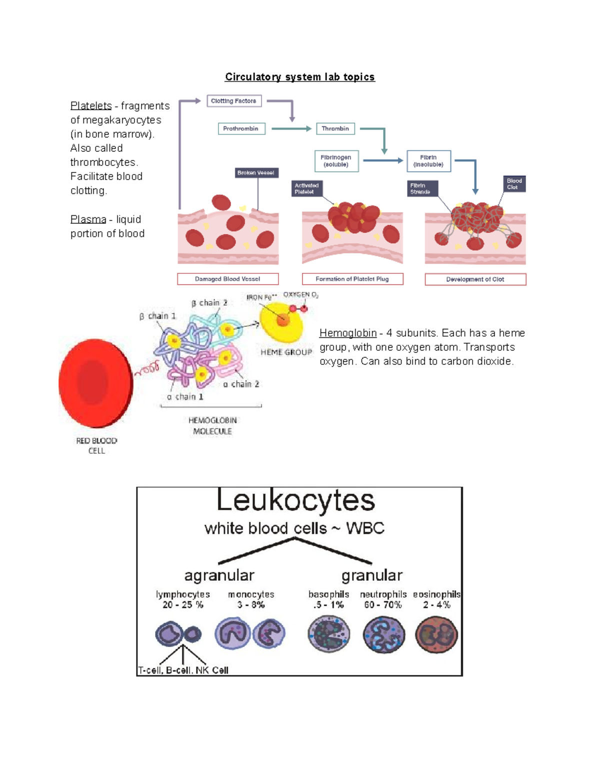 Circulatory System Lab Topics Notes [ BIOL 1407 ] - Circulatory system ...