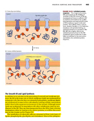 Cell Organelles Disorders - DISEASES CAUSED DUE TO MALFUNCTION OF CELL ...