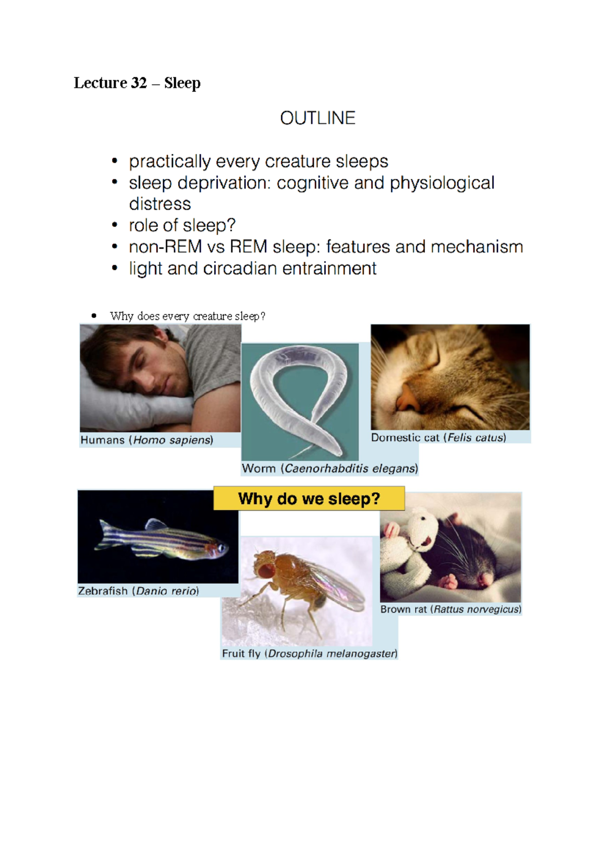 NEU335 pt 2 - Lecture notes Part 1 - Lecture 32 Sleep Why does every ...