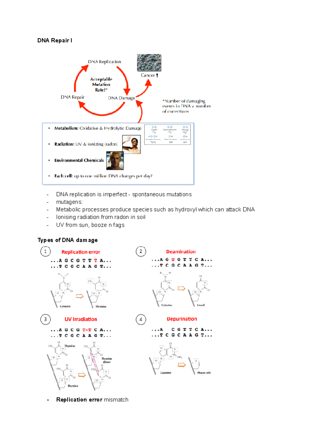 BIOL21101 Lecture 9 - DNA Repair I DNA replication is imperfect ...
