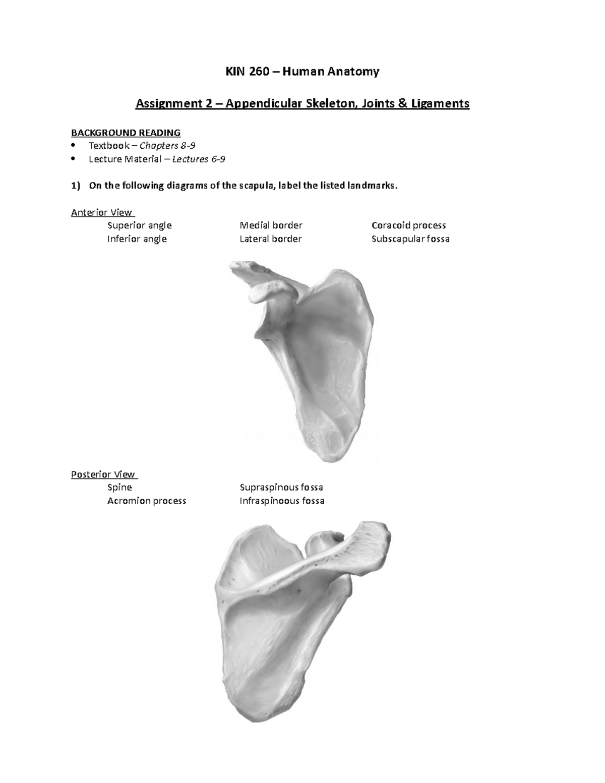 Assignment 2 - Anterior View Superior angle Inferior angle Medial ...