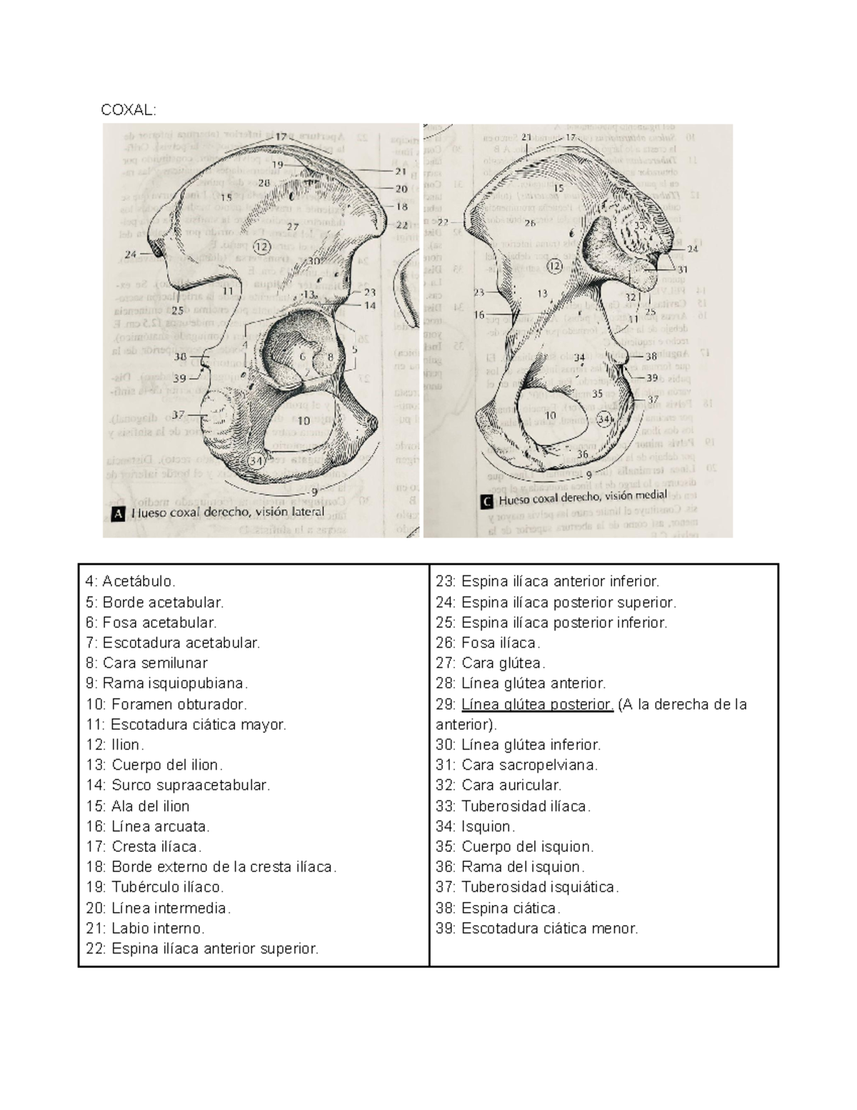Prácticas anato completas mi - COXAL: 4: Acetábulo. 5: Borde acetabular ...