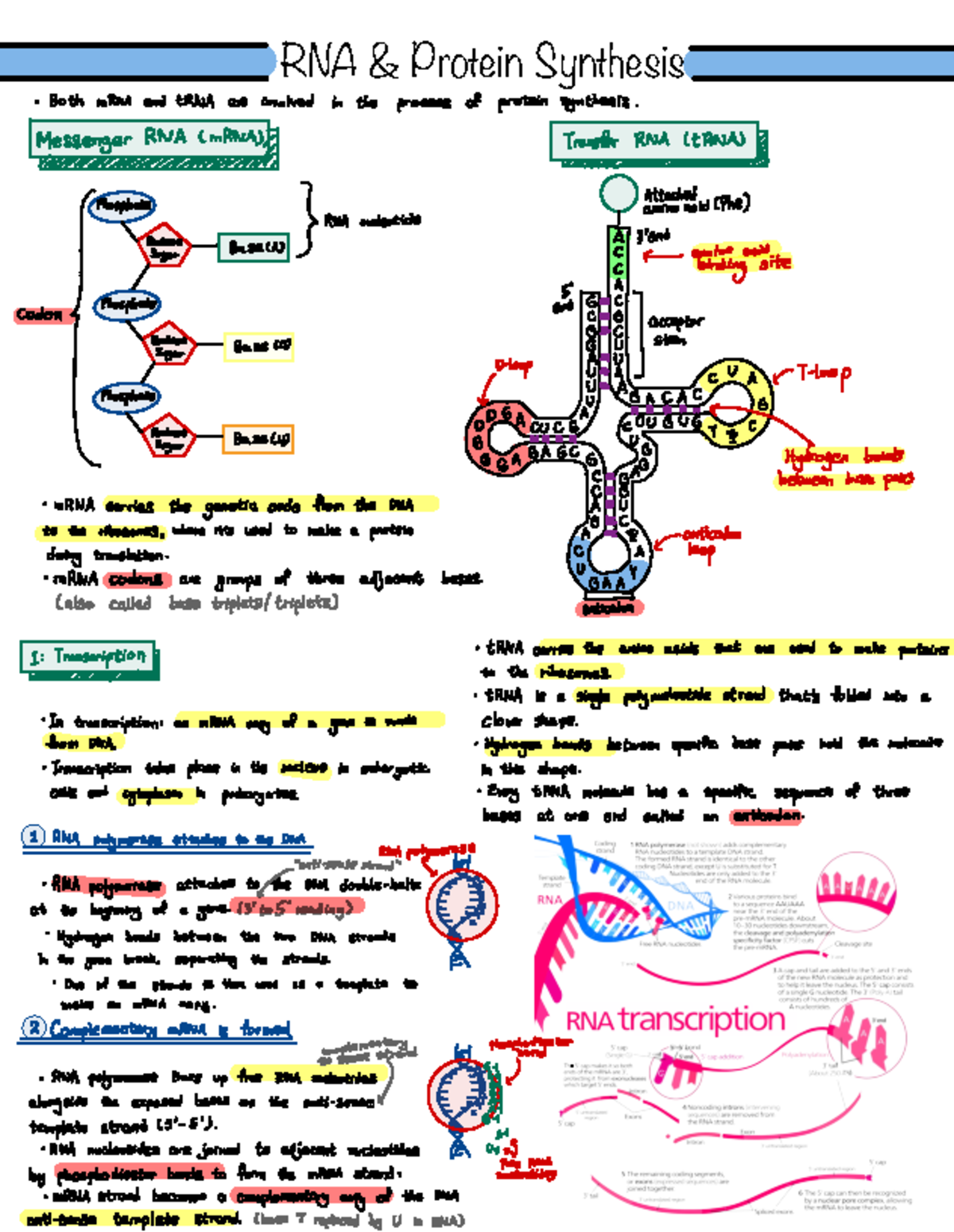 RNA and Protein Synthesis - Fact Recall - RNA & Protein Synthesis Both ...