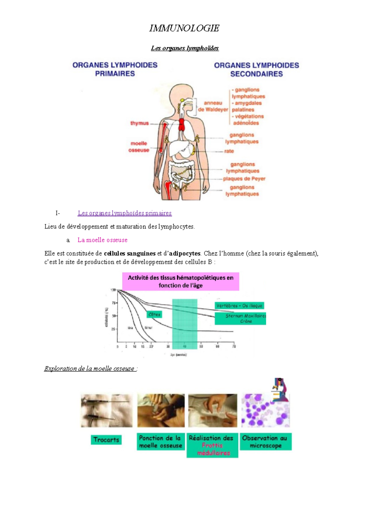 Organes lymphoïdes - communication cellulaire - Les organes lymphoïdes ...