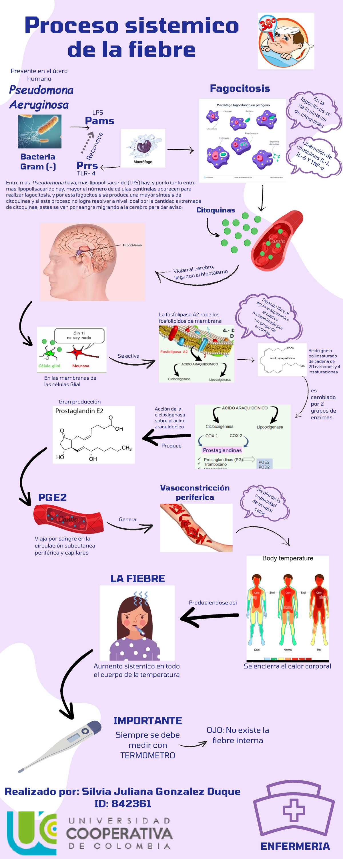 Infografía Proceso DE LA Fiebre - Pams Aumento sistemico en todo el ...