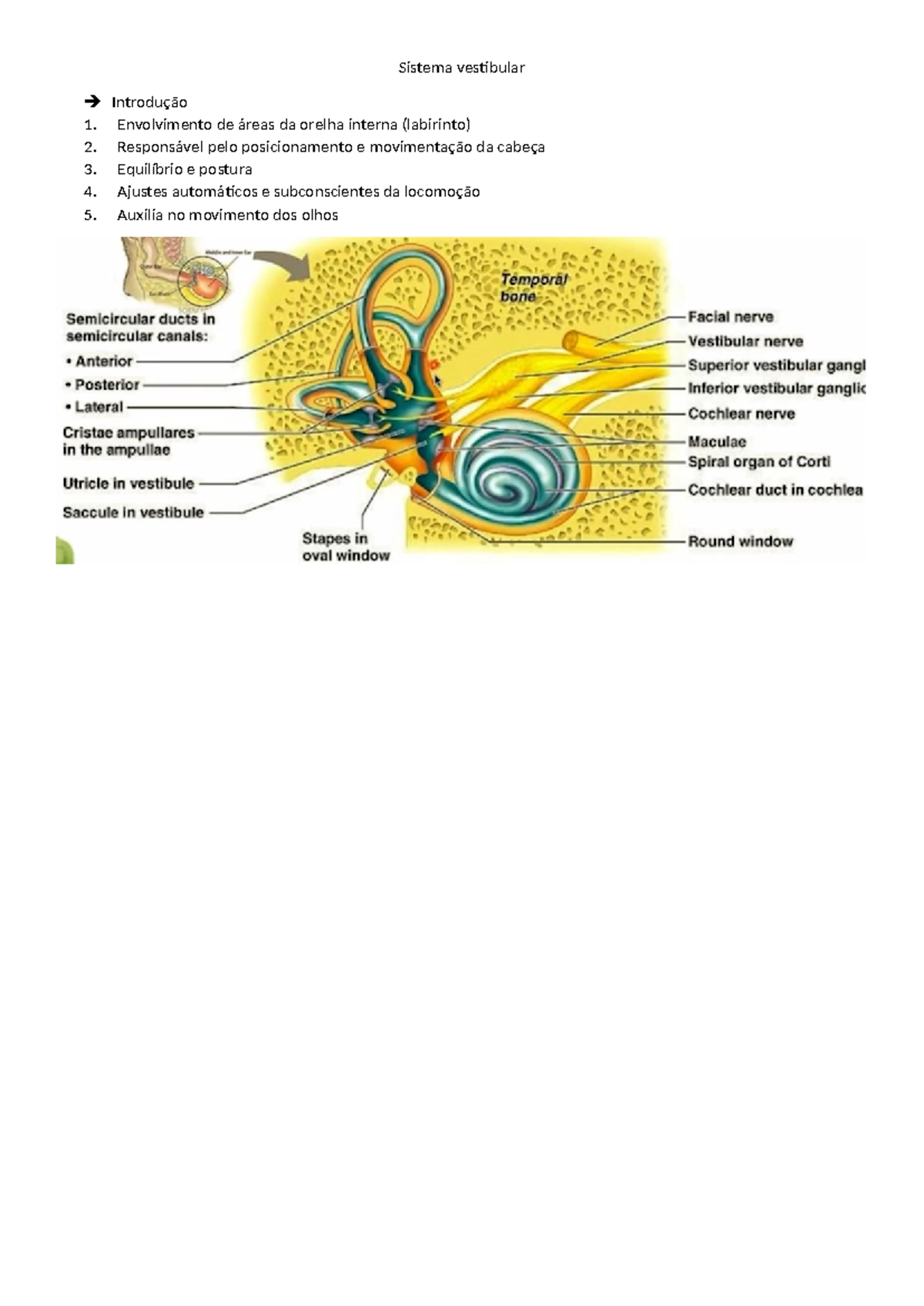 Sistema vestibular - Sistema vestibular Introdução Envolvimento de ...