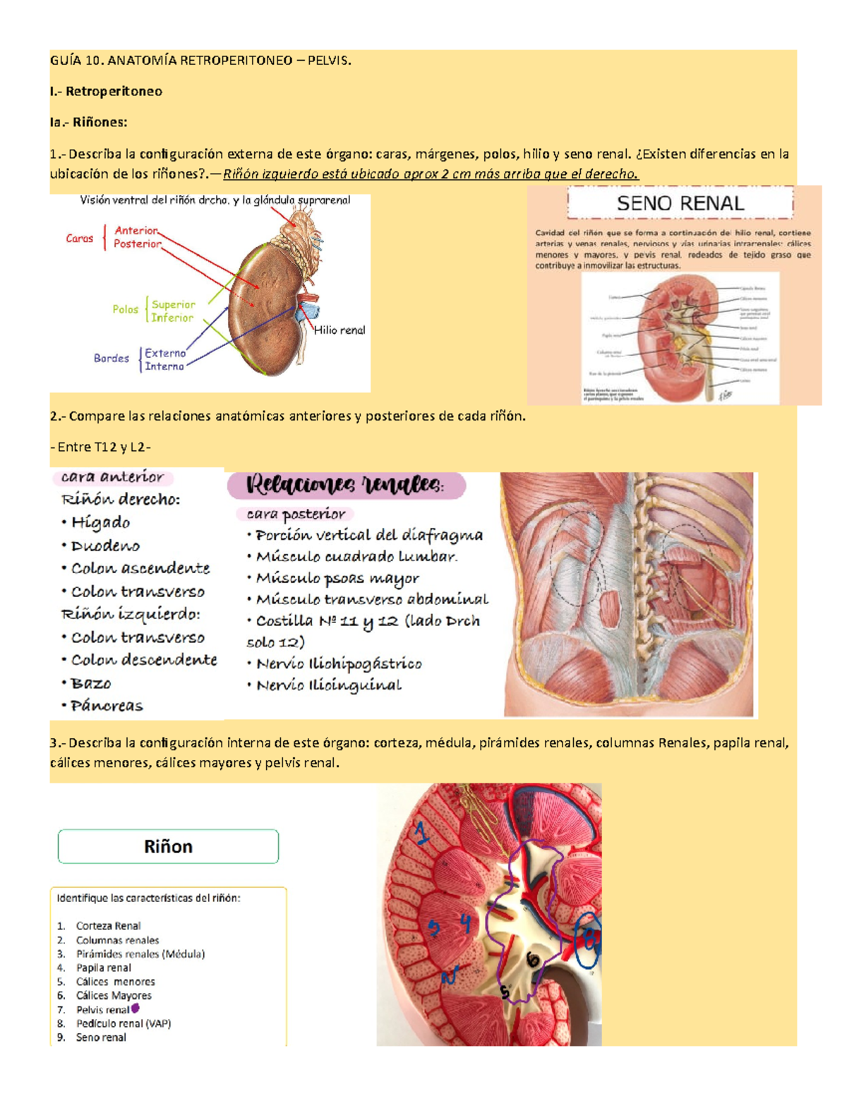 GUÍA ROTULADA ANATOMIA - GUÍA 10. ANATOMÍA RETROPERITONEO – PELVIS. I ...