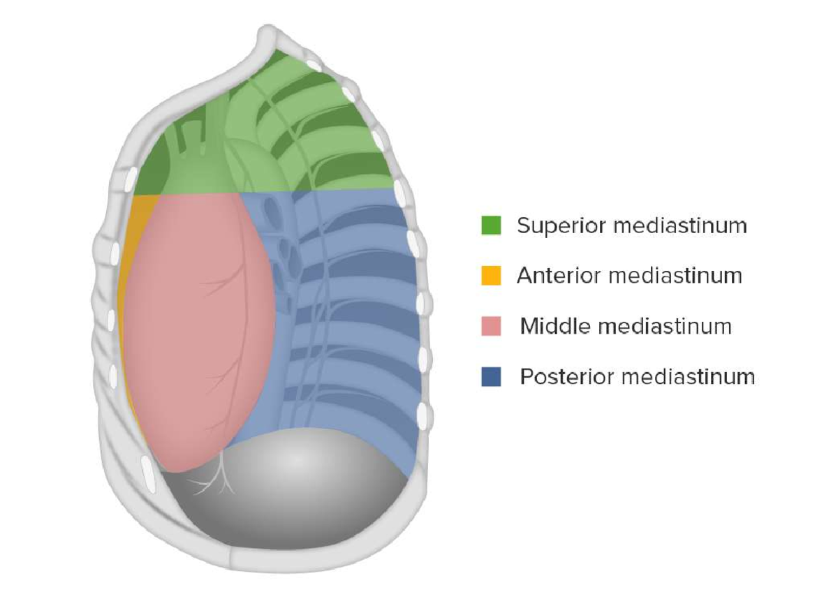 DIvision del mediastino - Superior mediastinum Anterior mediastinum ...