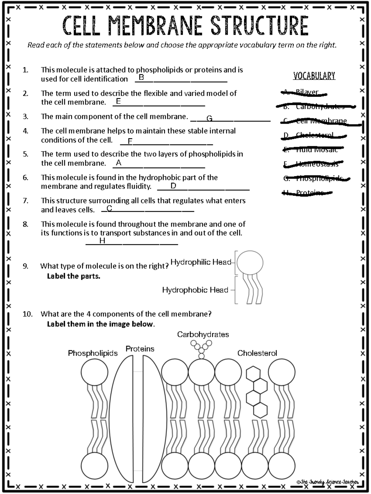Cell Membrane Structure Worksheet students - Cell Membrane Structure 1 ...
