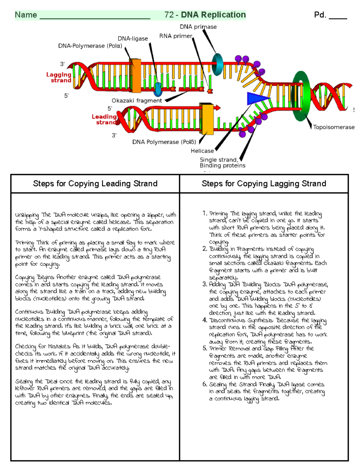 DNA - ____ Unzipping: The DNA molecule unzips, like opening a zipper ...