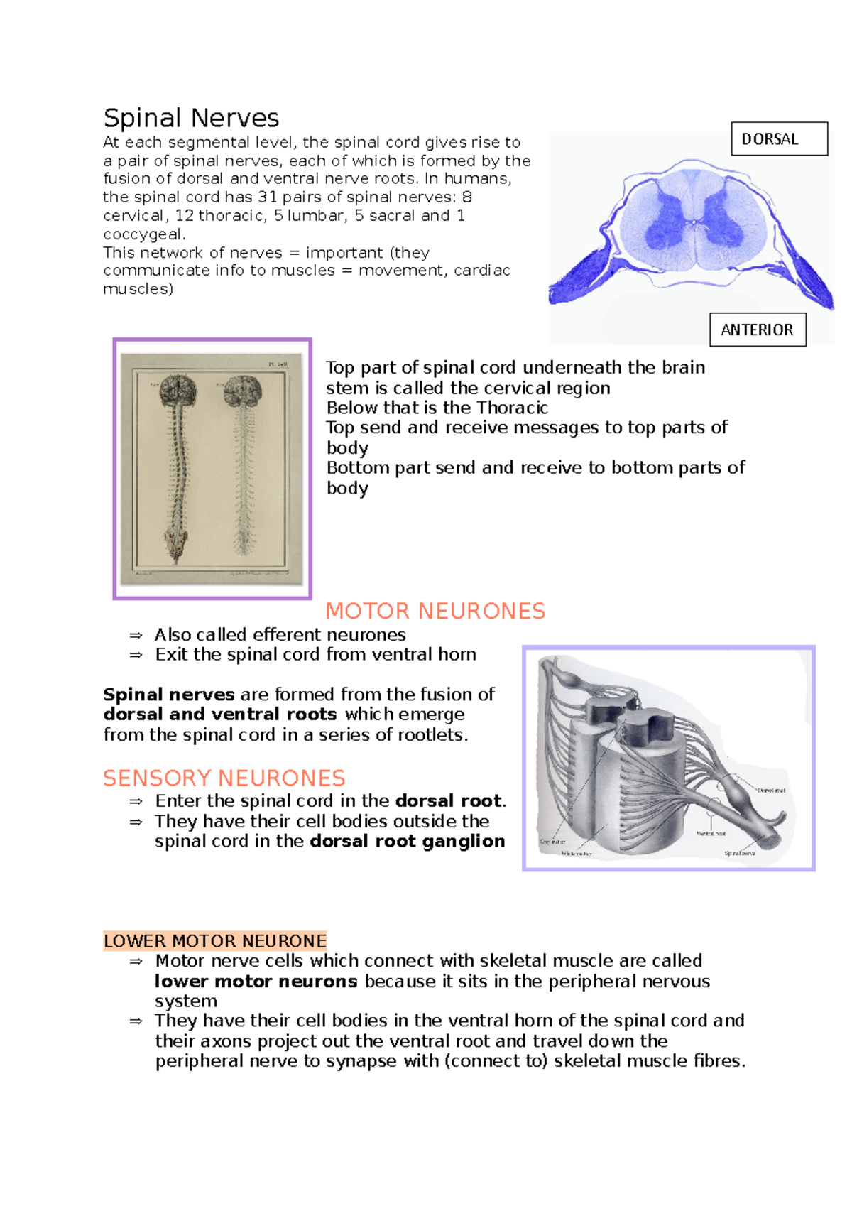 Spinal Nerves - Lecture notes 5 - Spinal Nerves At each segmental level ...