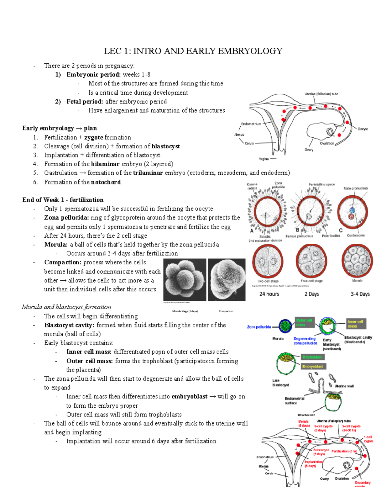 Midterm 1 notes - LEC 1: INTRO AND EARLY EMBRYOLOGY There are 2 periods ...