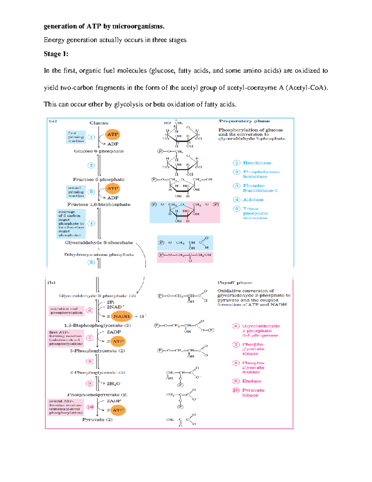 BCH 4211 generation of ATP by microorganisms - generation of ATP by ...