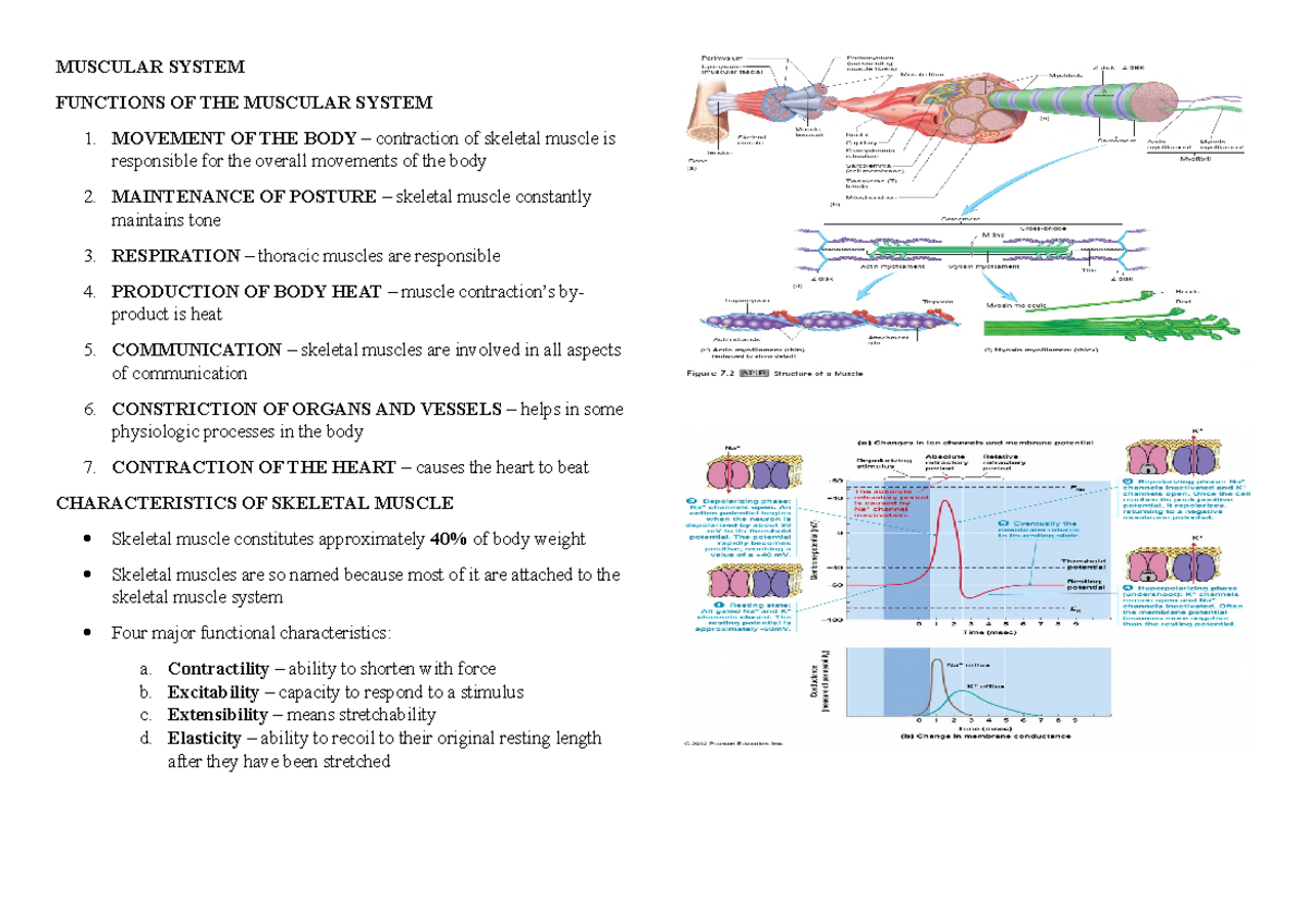 428502474 Muscular System Reviewer - MUSCULAR SYSTEM FUNCTIONS OF THE ...