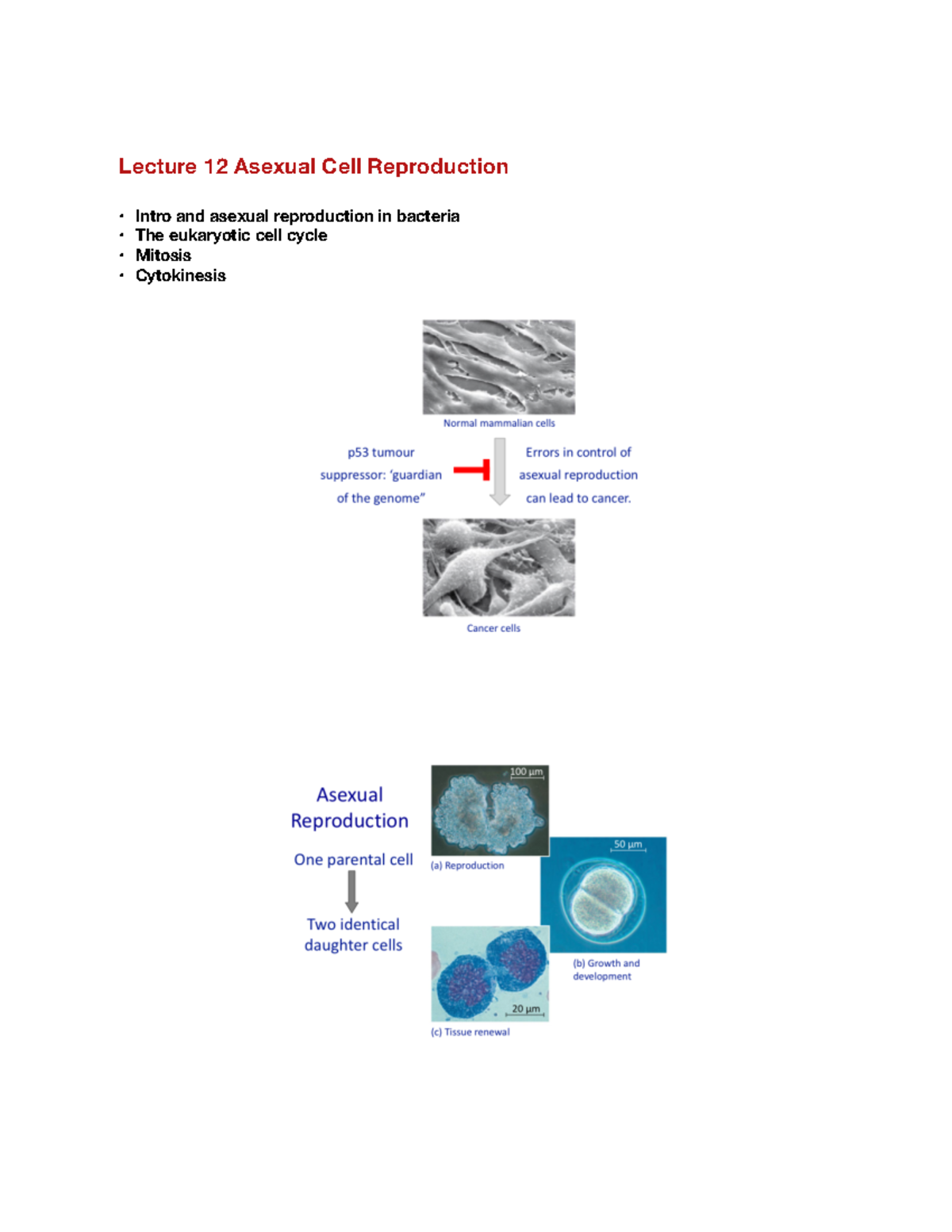 Lecture 12 - Asexual Cell Reproduction 🟢 - Lecture 12 Asexual Cell ...
