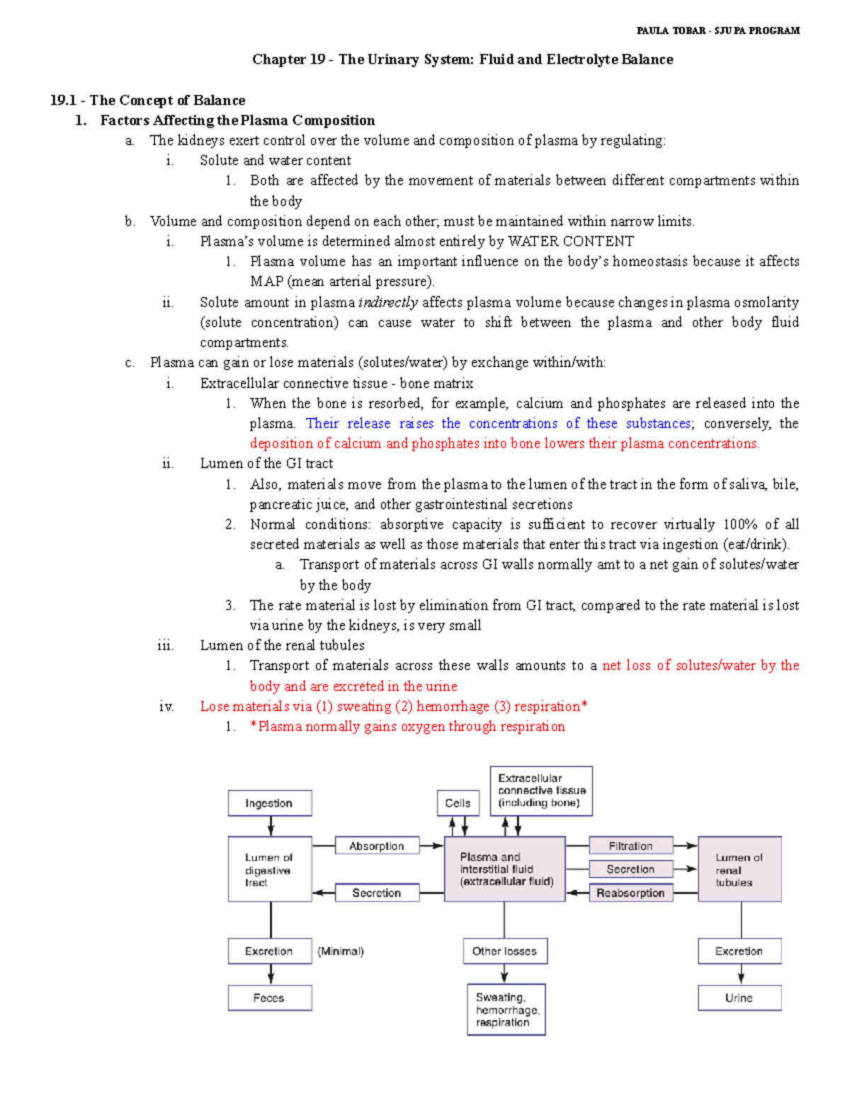 Chapter 19 - The Urinary Sytem Fluid and Electrolyte Balance (1 ...