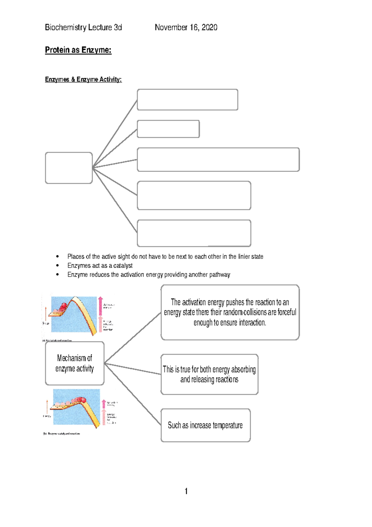Protein as Enzyme - Protein as Enzyme: Enzymes & Enzyme Activity ...