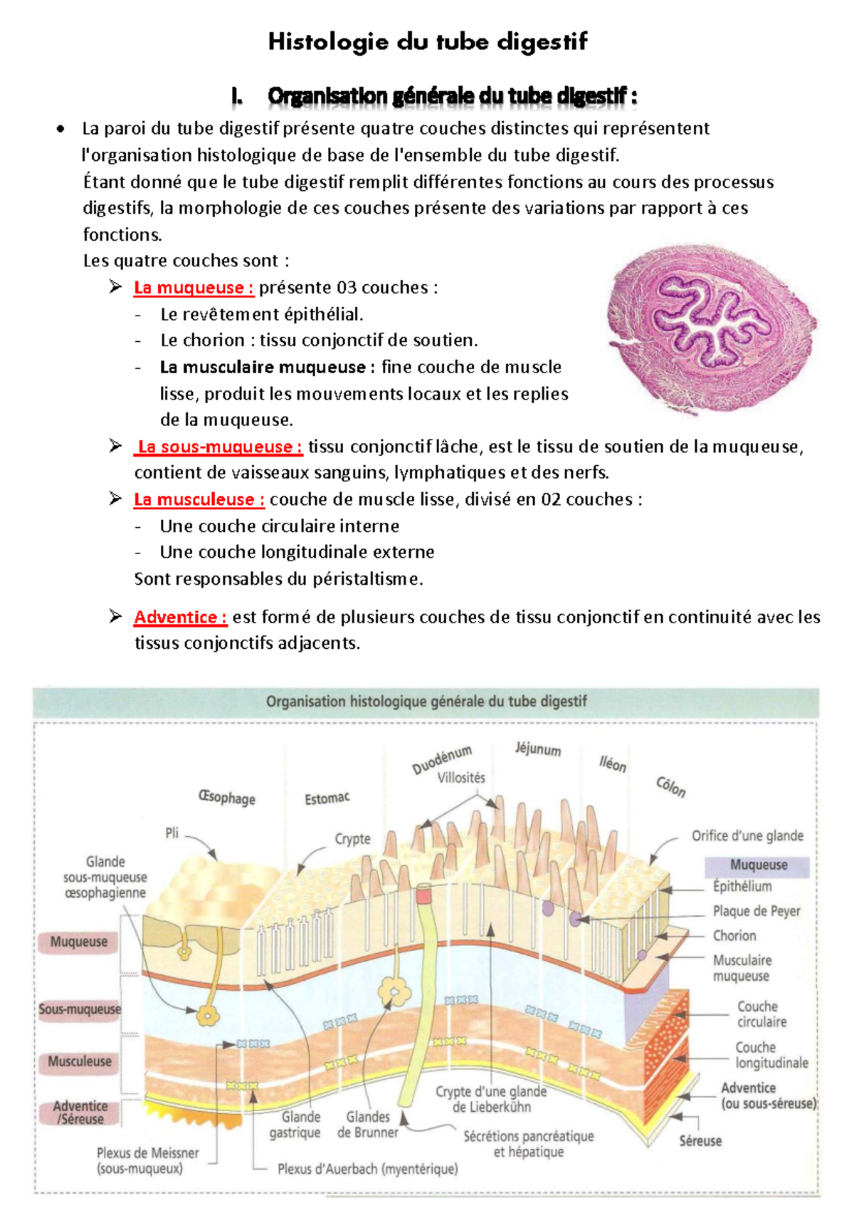 Histologie du tube digestif - Étant donné que le tube digestif remplit ...