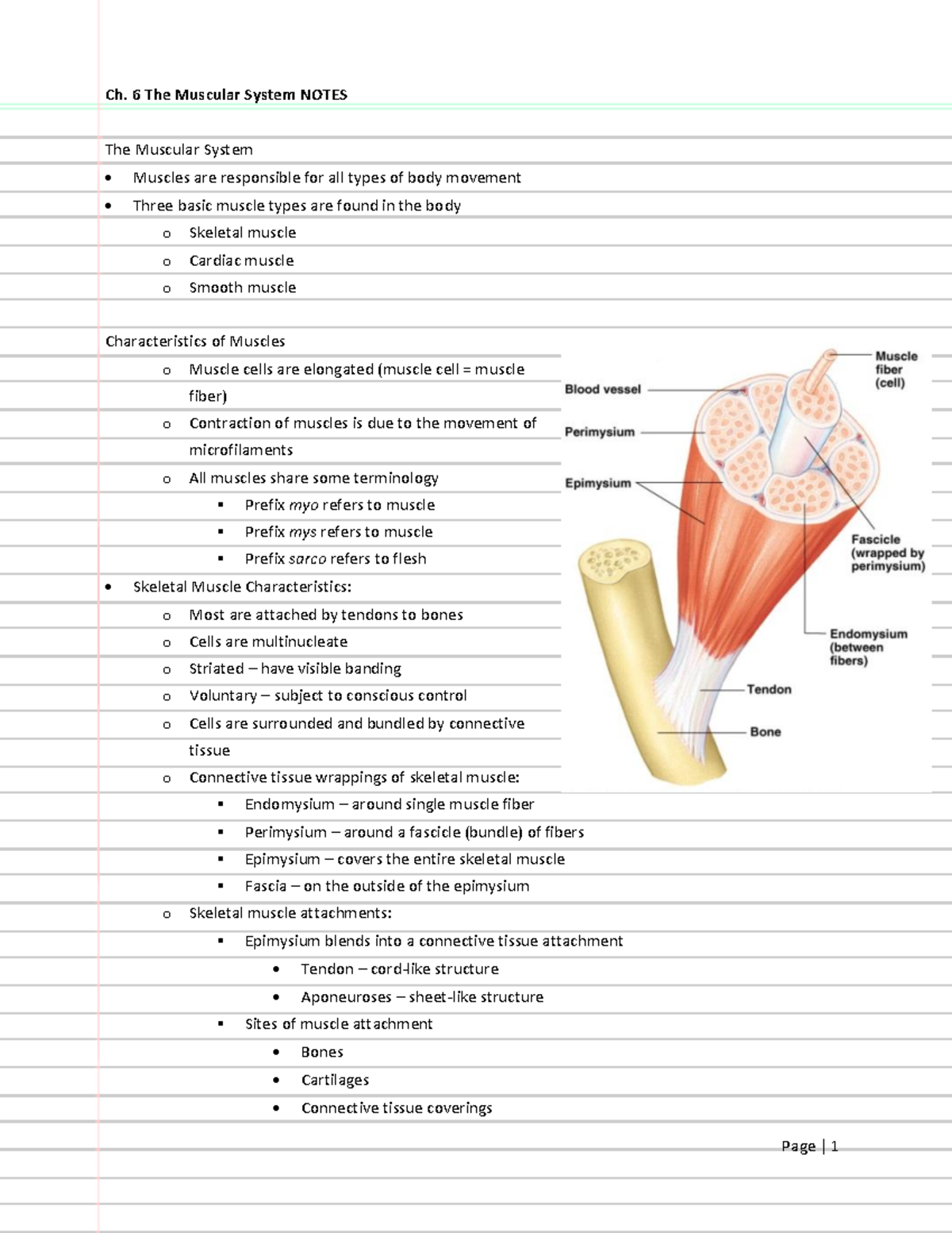 Muscular System notes vt - Ch. 6 The Muscular System NOTES The Muscular ...