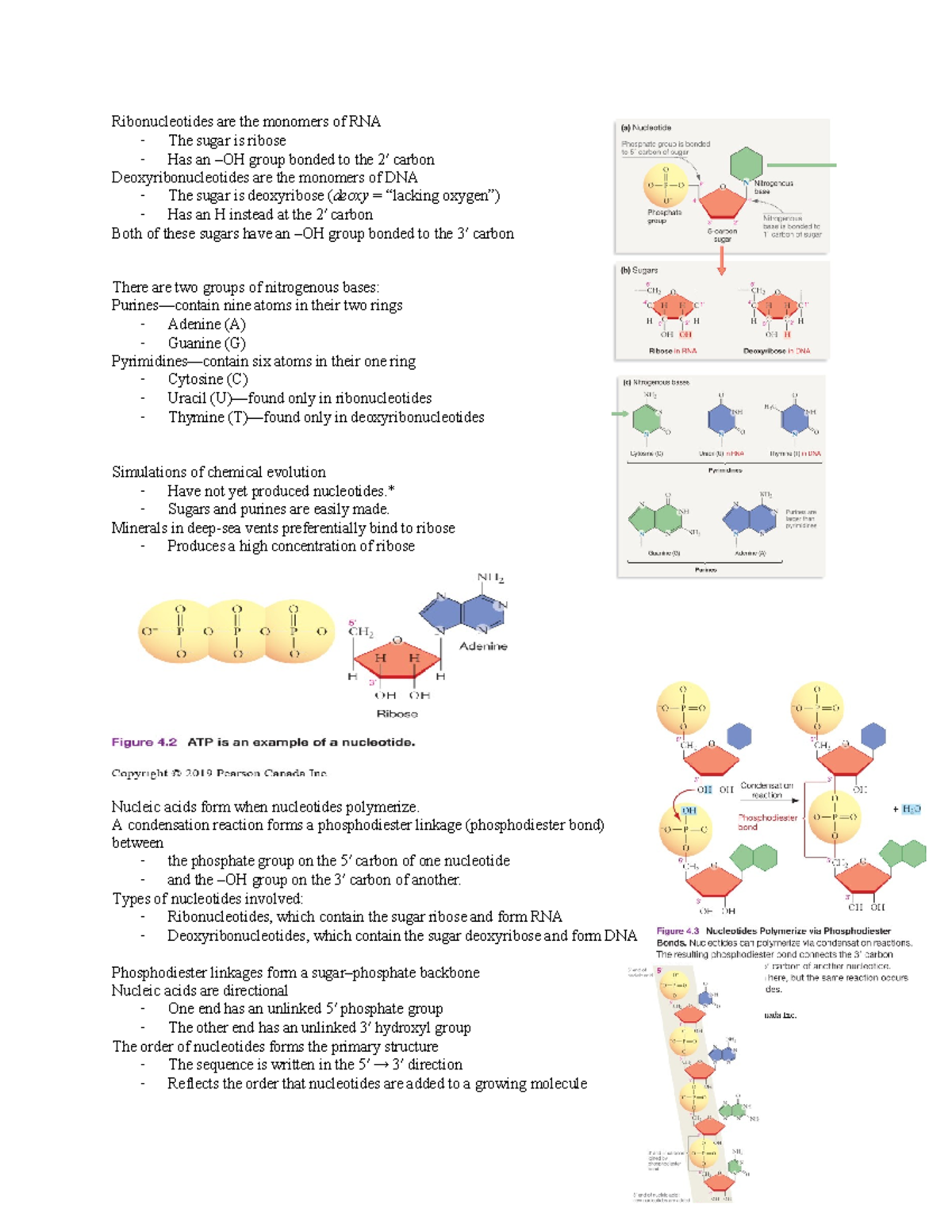 Chapter 4 blg 143 - Ribonucleotides are the monomers of RNA - The sugar is ribose - Has an –OH ...