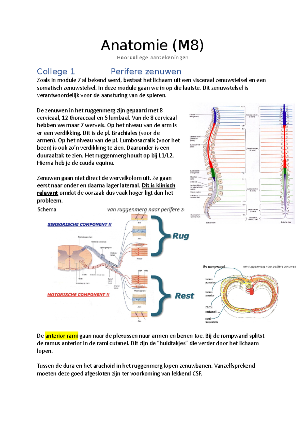 Anatomie (M8) HC aantekeningen - Anatomie (M8) Hoorcollege ...