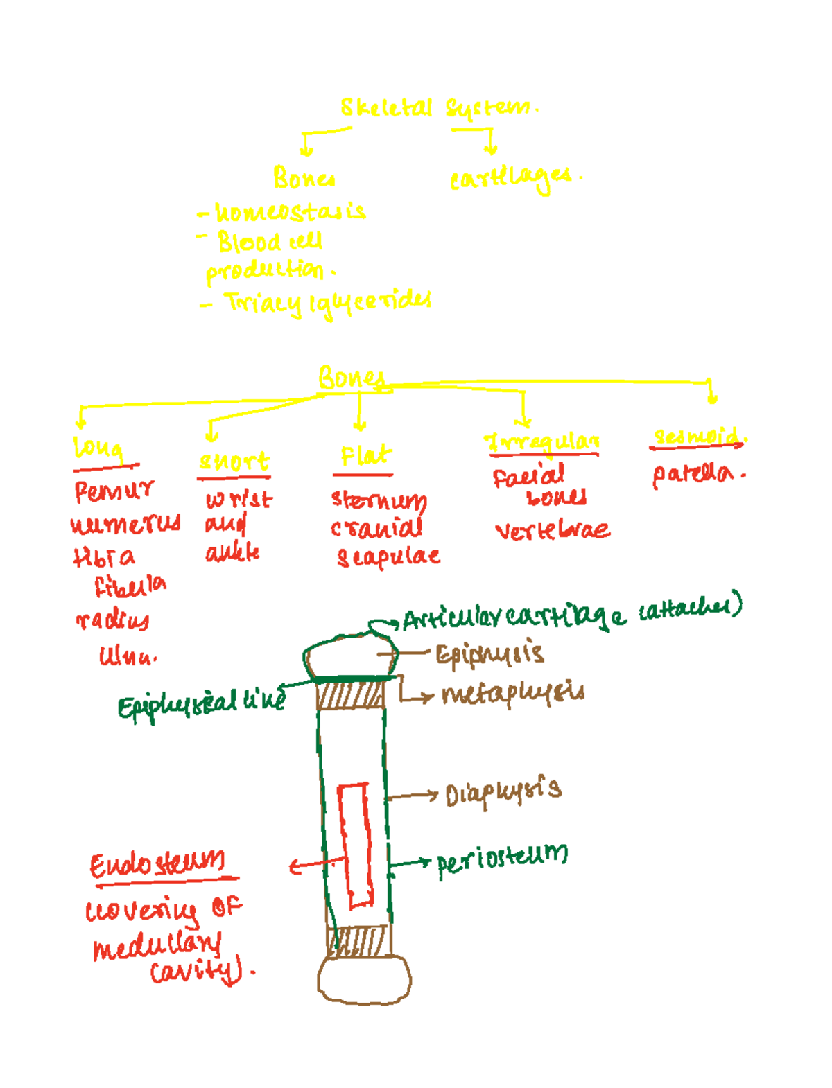 Skeletal System - summary notes - Skeletal system Bones cartilages ...