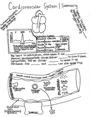 Conduction System Drawing - NS-209 - LEFT RIGHT ATRIUM ATRIVM LEFT ...