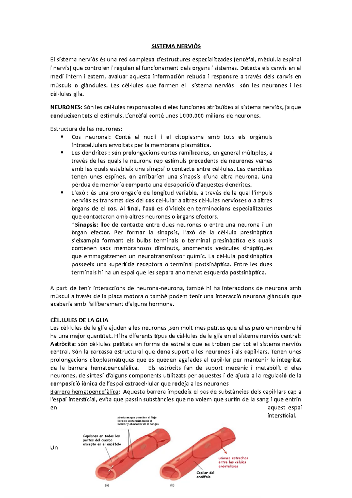 Teixit Nerviós anatomia - SISTEMA NERVIÓS El sistema nerviós és una red ...