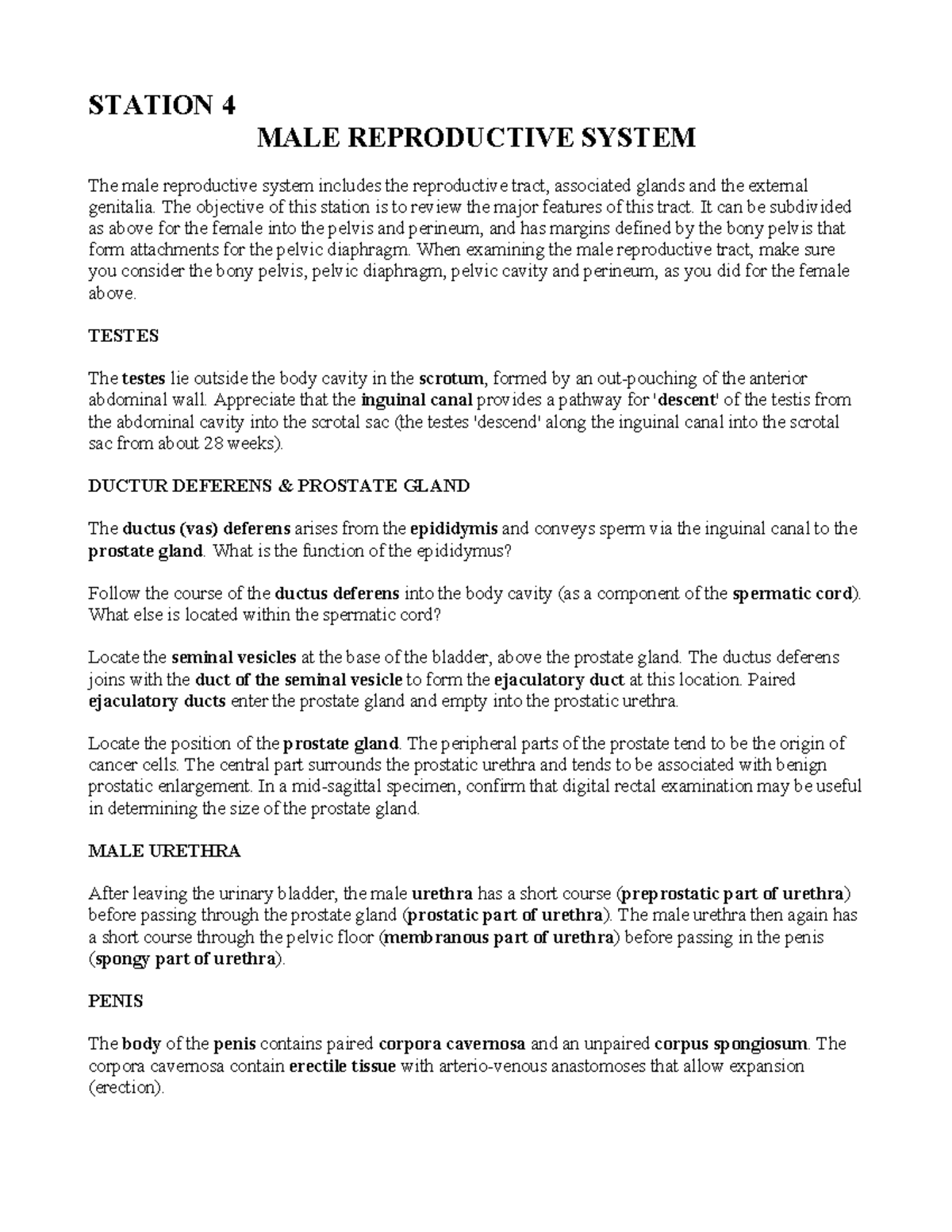 Practical Class - Week 12(3) 6 - STATION 4 MALE REPRODUCTIVE SYSTEM The ...