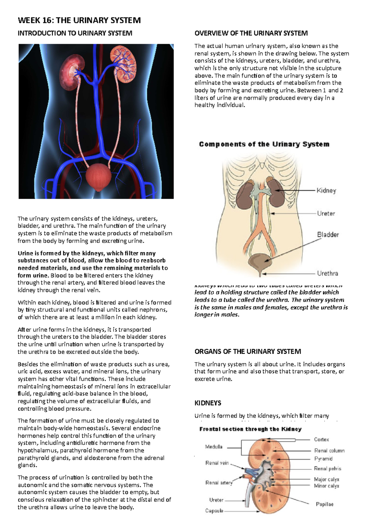WEEK 16 PART 1 - week 16 of human anatomy - WEEK 16: THE URINARY SYSTEM ...