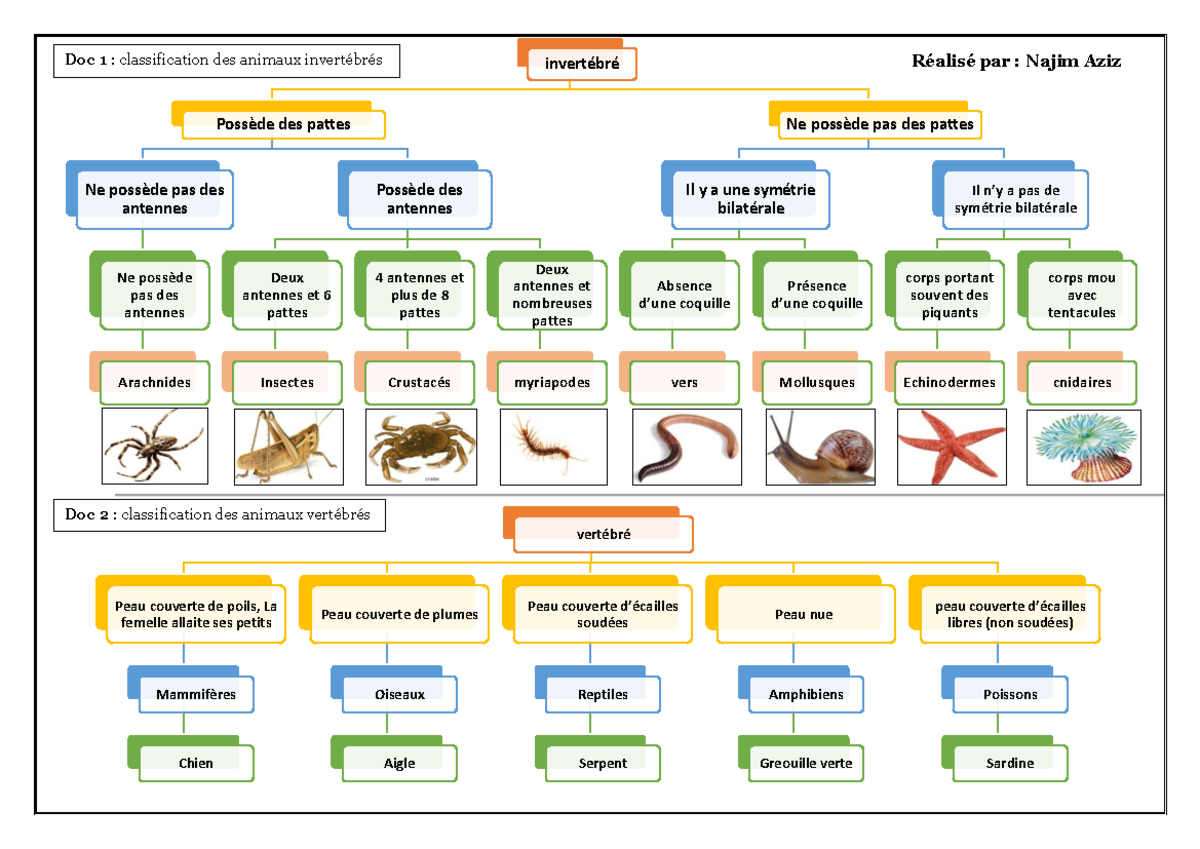 Classification des animaux - Studocu