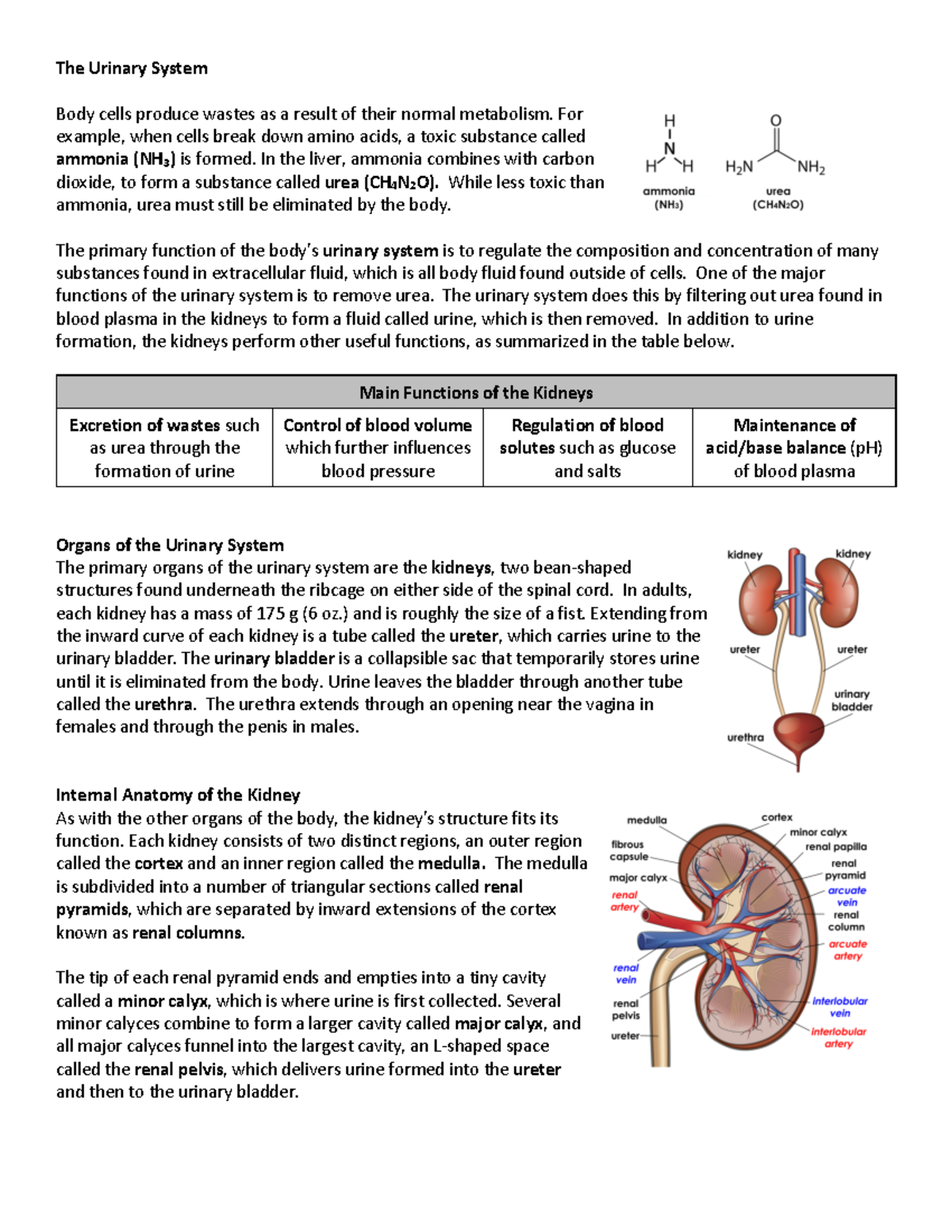 The Urinary System - biology - The Urinary System Body cells produce ...