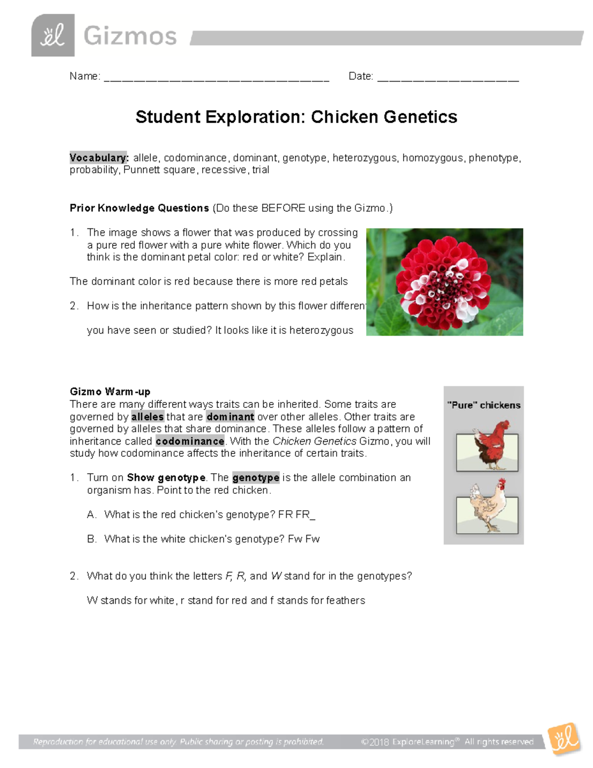 Chicken Genetics SE (1)-1 - Name ...
