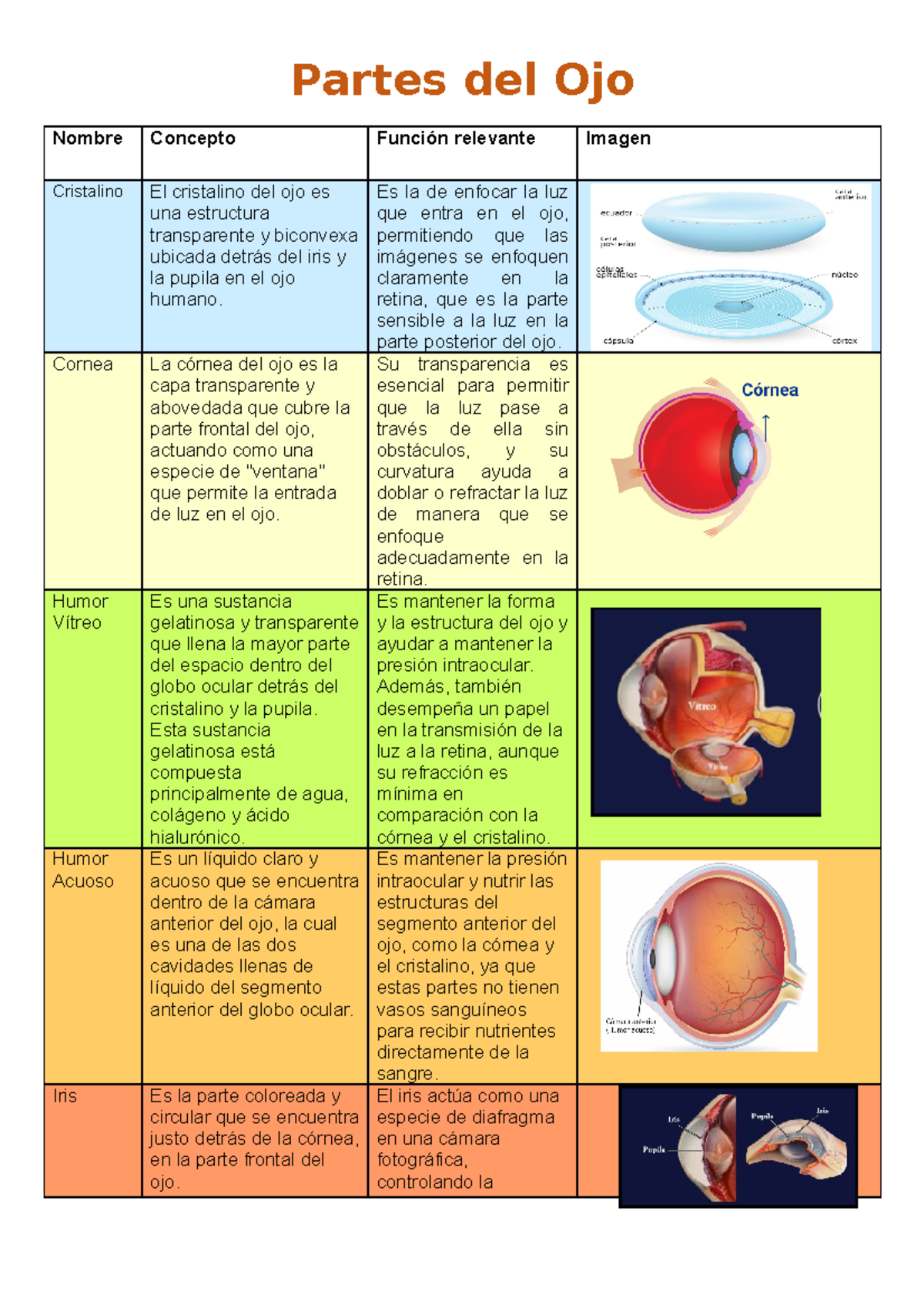 Partes del ojo - Tareas - Partes del Ojo Nombre Concepto Función ...