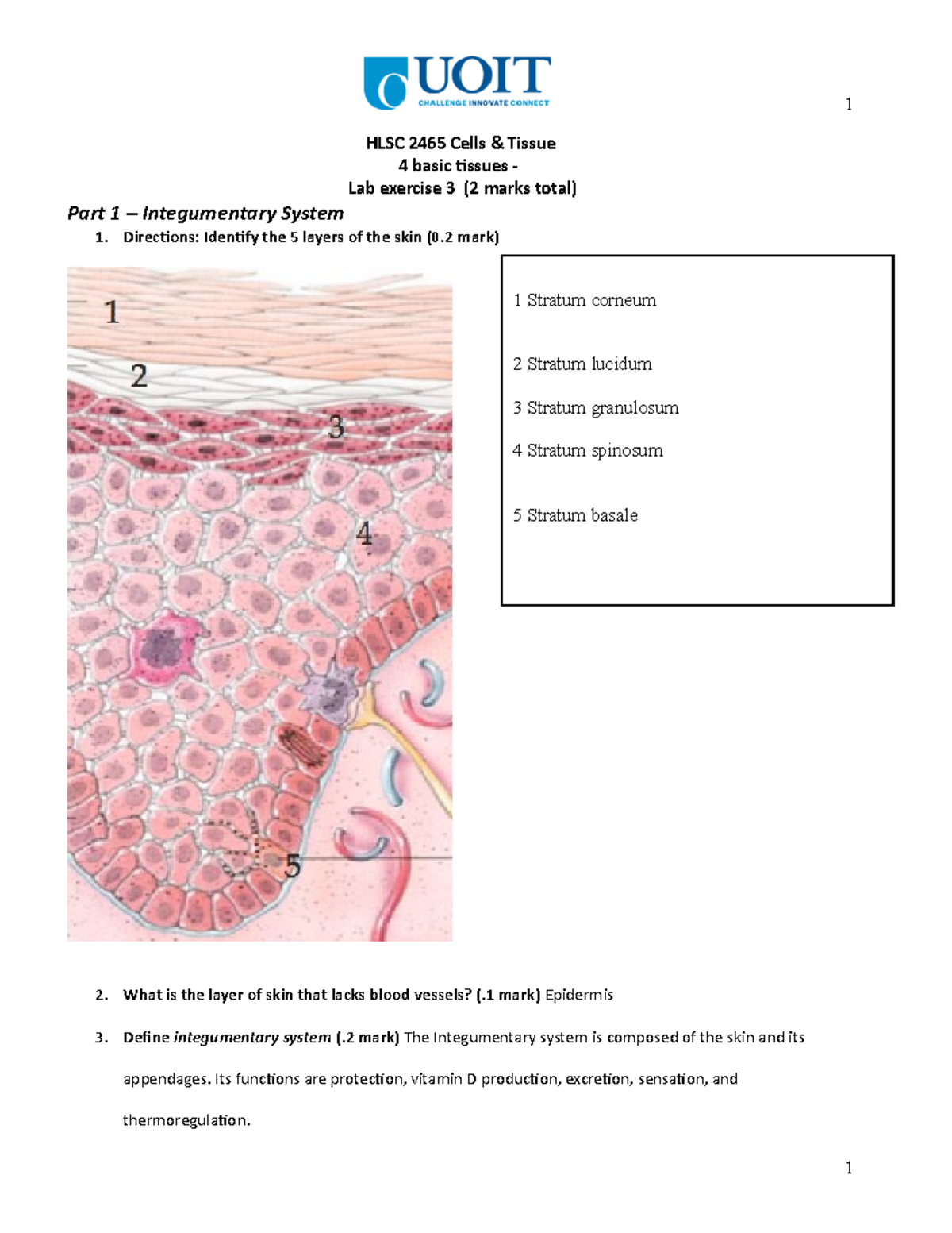 Lab exercise 3 (1) - 1 Part 1 – Integumentary System HLSC 2465 Cells ...
