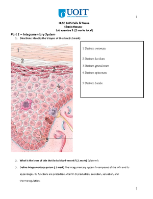 Anatomy LAB Exercise 3 - 1 HLSC 2465 Cells & Tissue 4 basic tissues ...