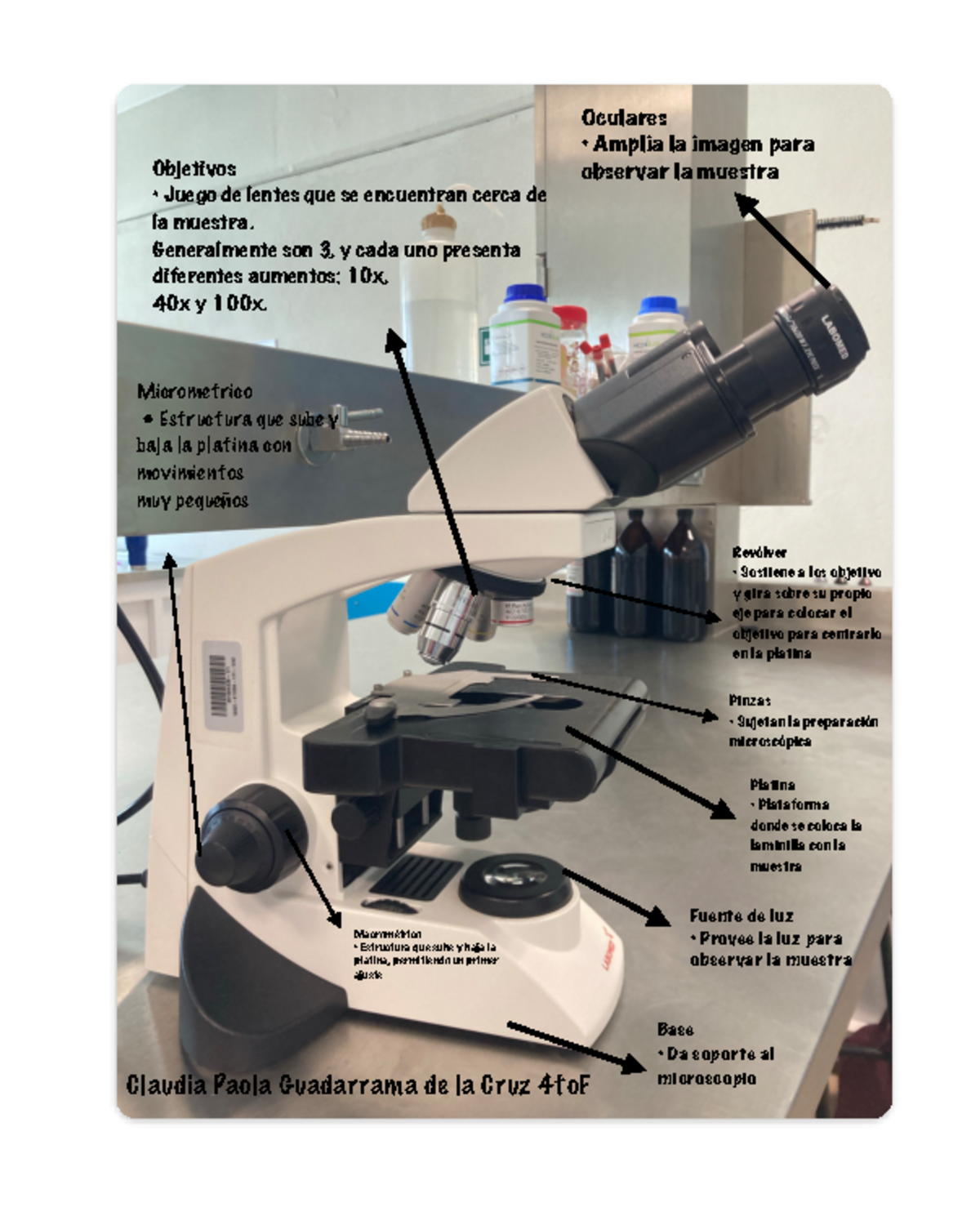 Partes del microscopio - Oculares • Amplia la imagen para observar la ...