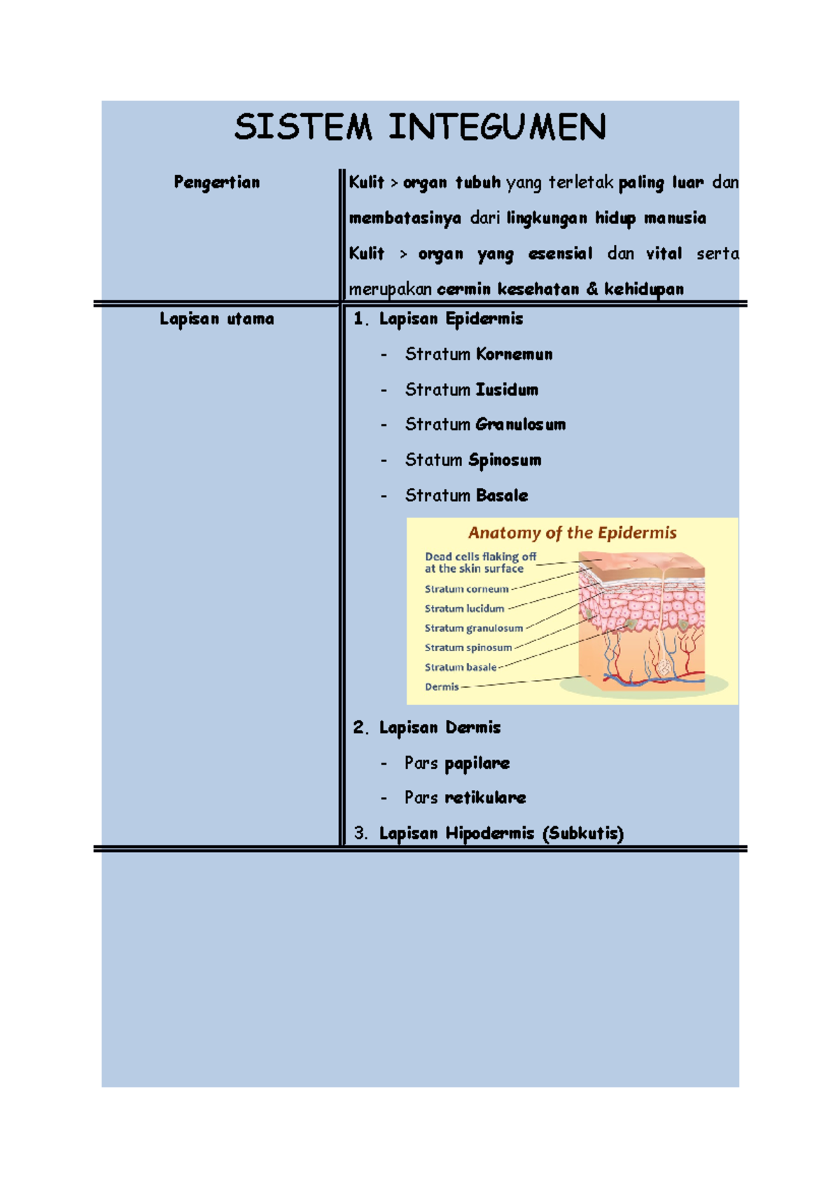 Sistem Integumen - SISTEM INTEGUMEN Pengertian Kulit > organ tubuh yang ...