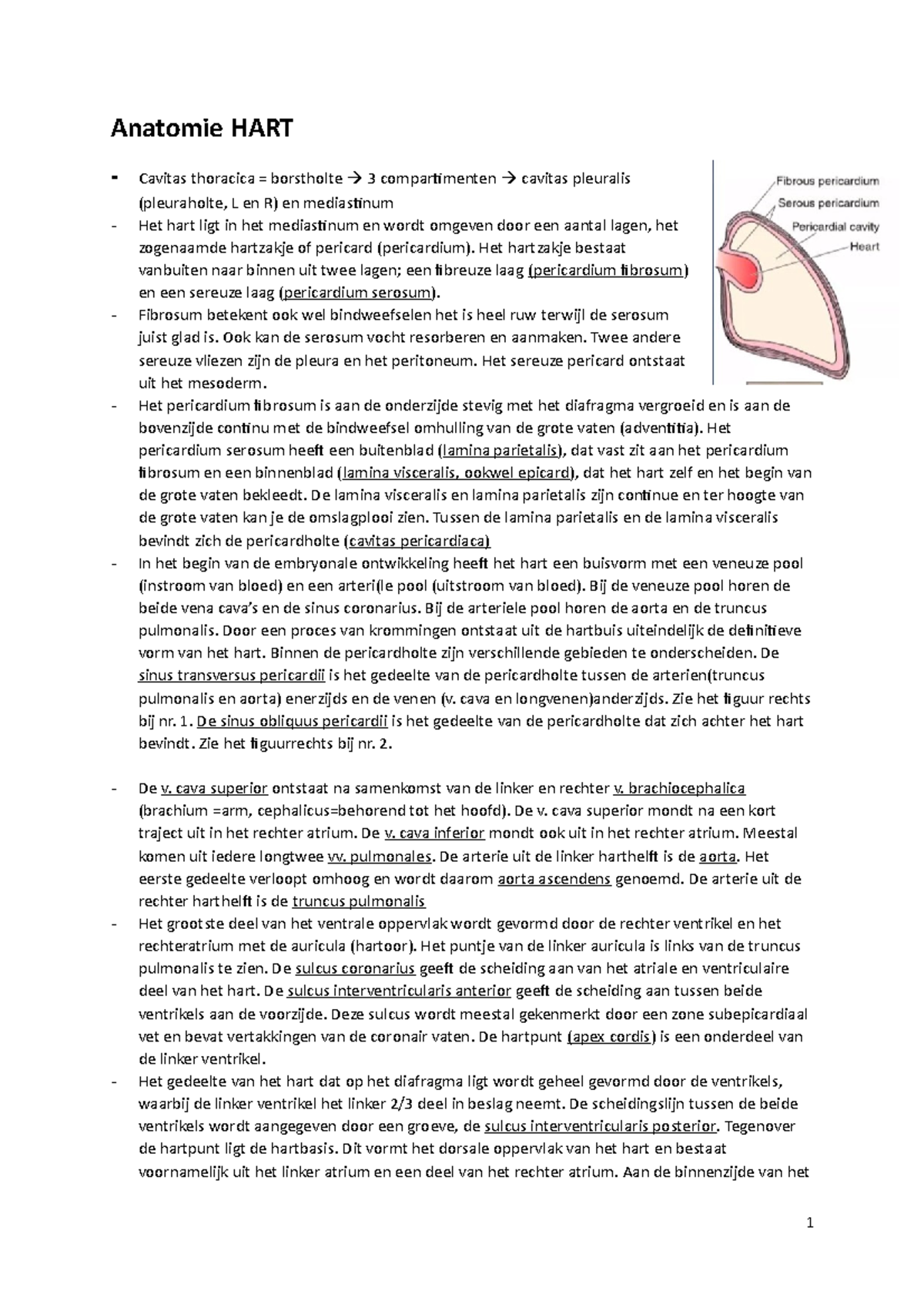 Practicum hart anatomie en histologie - Anatomie HART - Cavitas ...