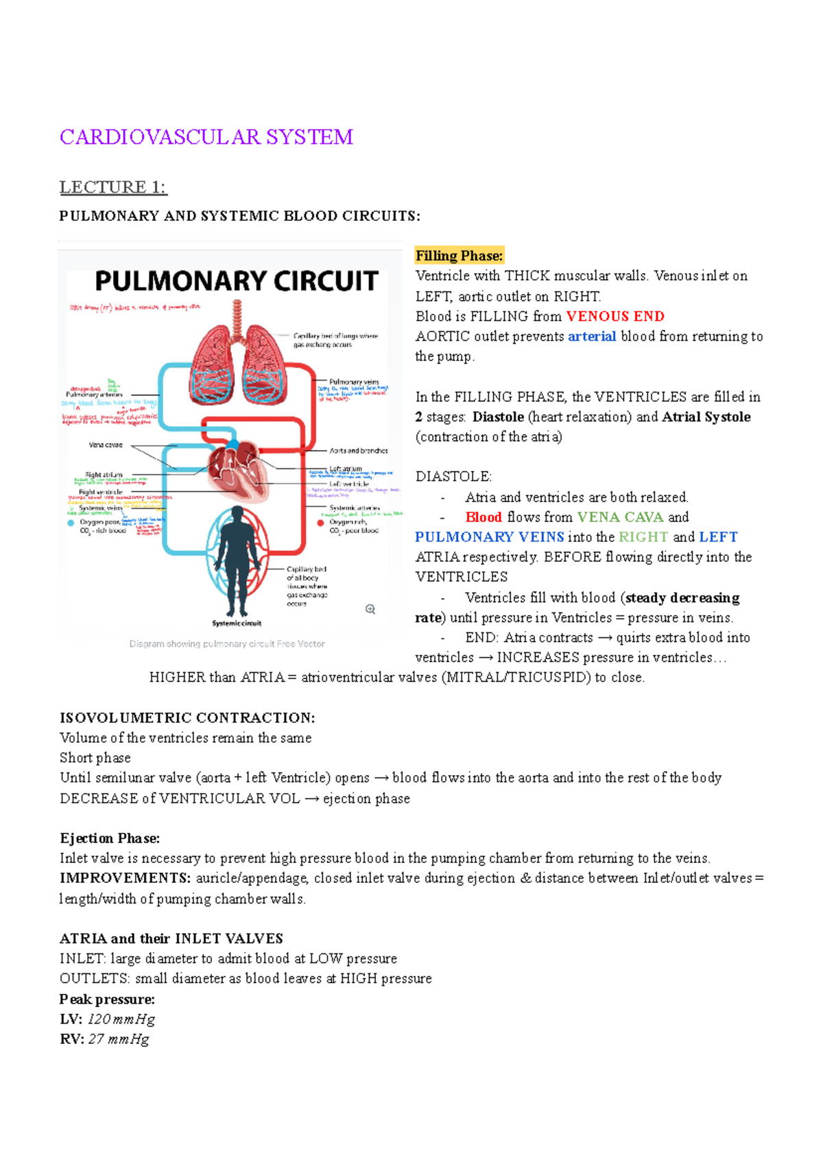 Medsci 142 - Cardiovascular anatomy - Lectures 1 and 2 - CARDIOVASCULAR ...