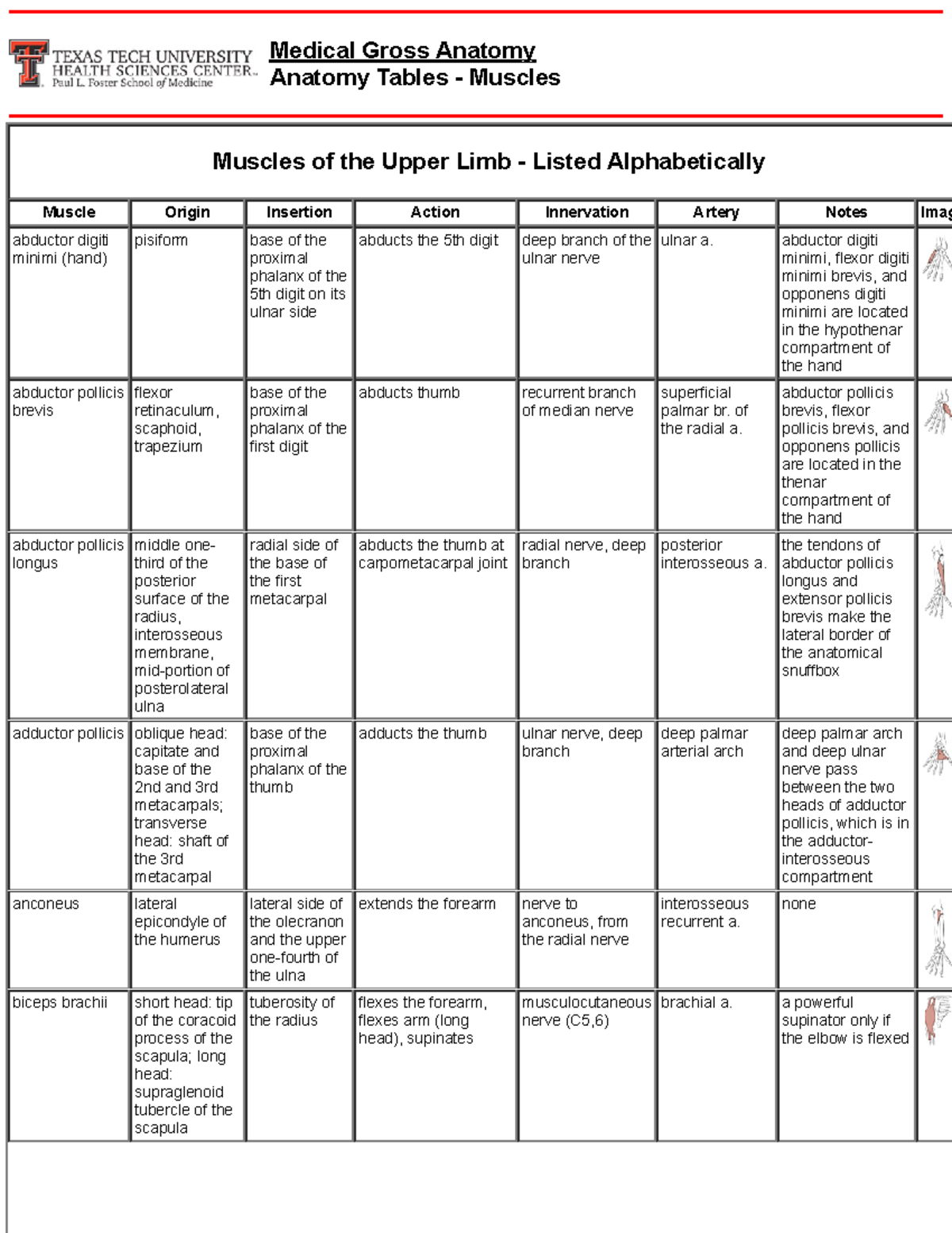 anatomy of upper limb, tables, charts - Medical Gross Anatomy Anatomy ...