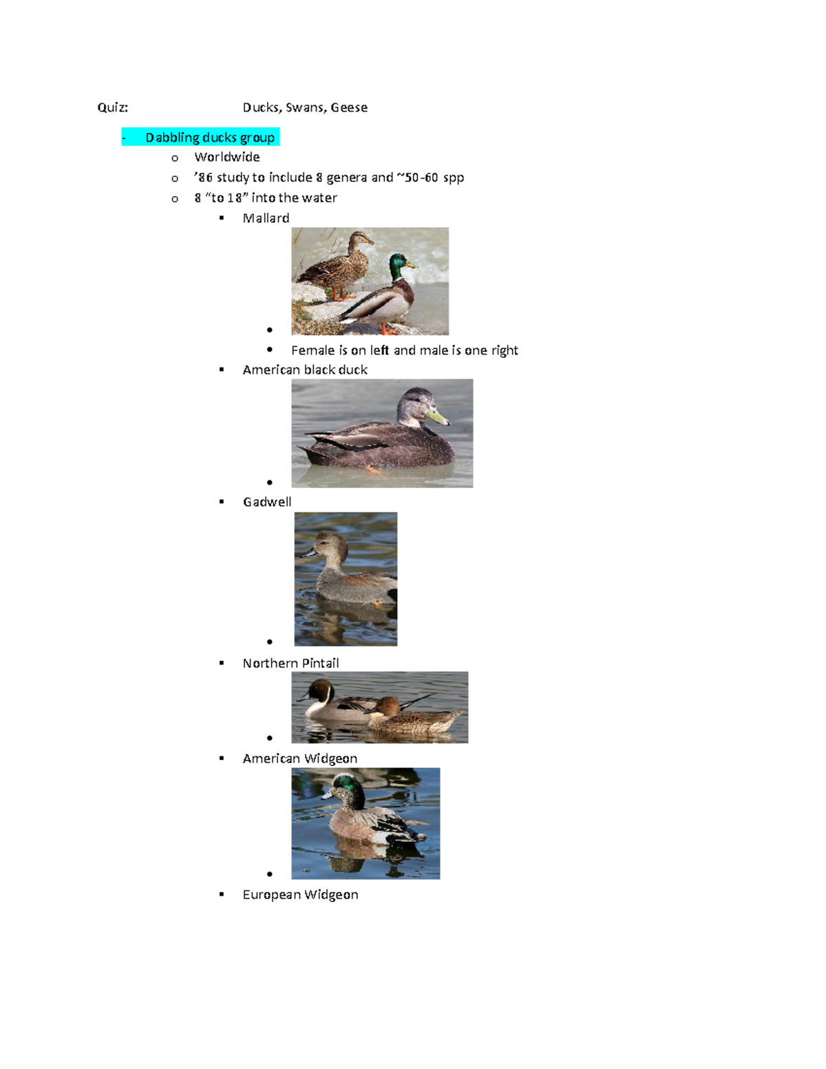 Save of ducks quiz - Quiz: Ducks, Swans, Geese Dabbling ducks group o ...
