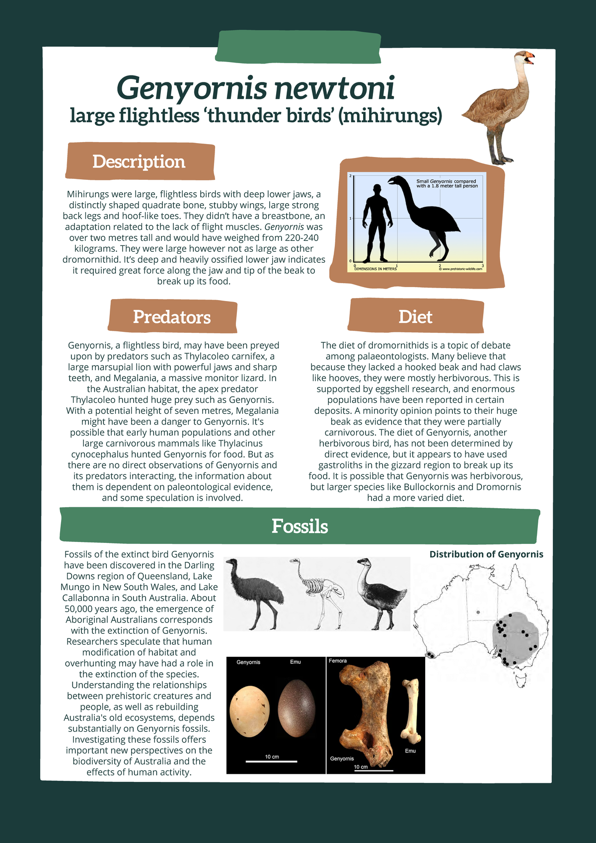 Genyornis Poster - Megafauna - Mihirungs were large, flightless birds ...