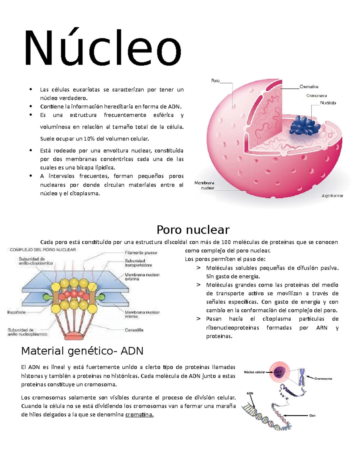 Núcleo - Resumen de biología para el ingreso de medicina - Núcleo Las ...