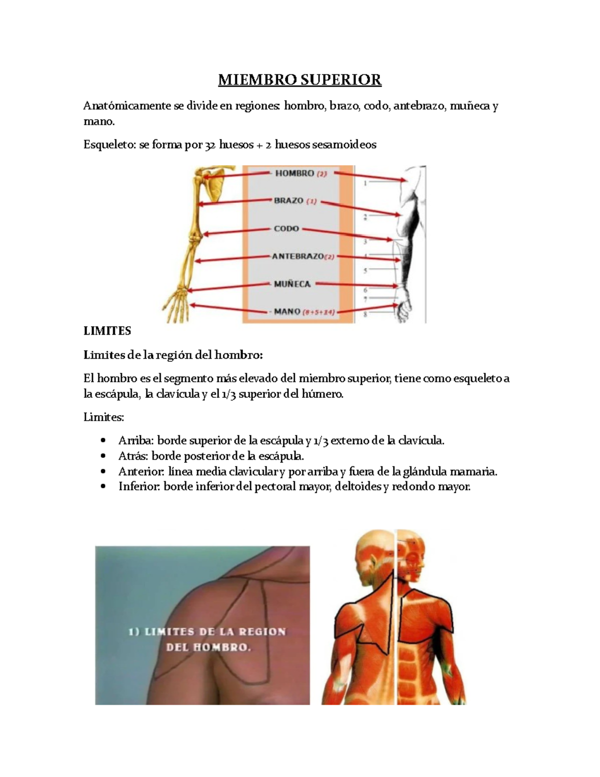 RESUMEN MIOLOGIA Y OSTEOLOGIA DEL HOMBRO - MIEMBRO SUPERIOR ...