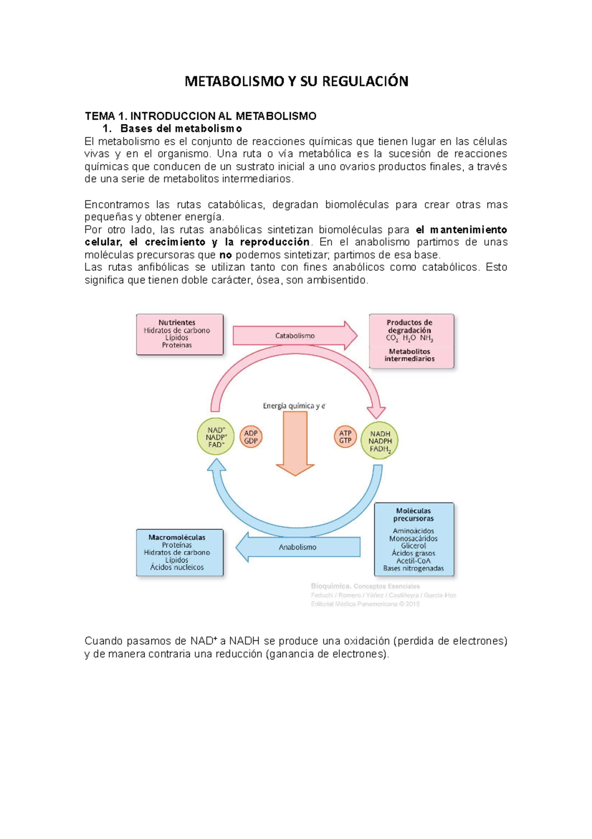 Metabolismo y su regulación. Apuntes - METABOLISMO Y SU REGULACIÓN TEMA ...