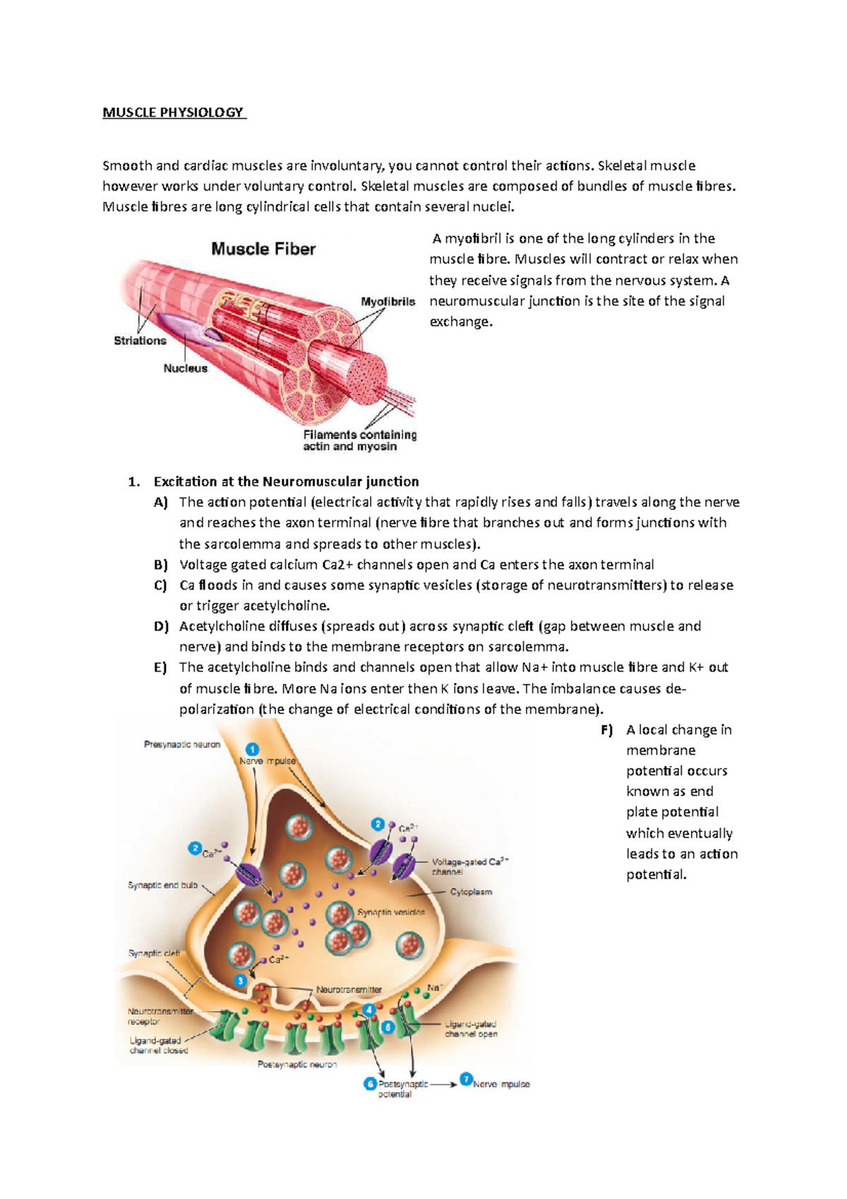 Summary - lecture - Muscle physiology and contraction - MUSCLE ...